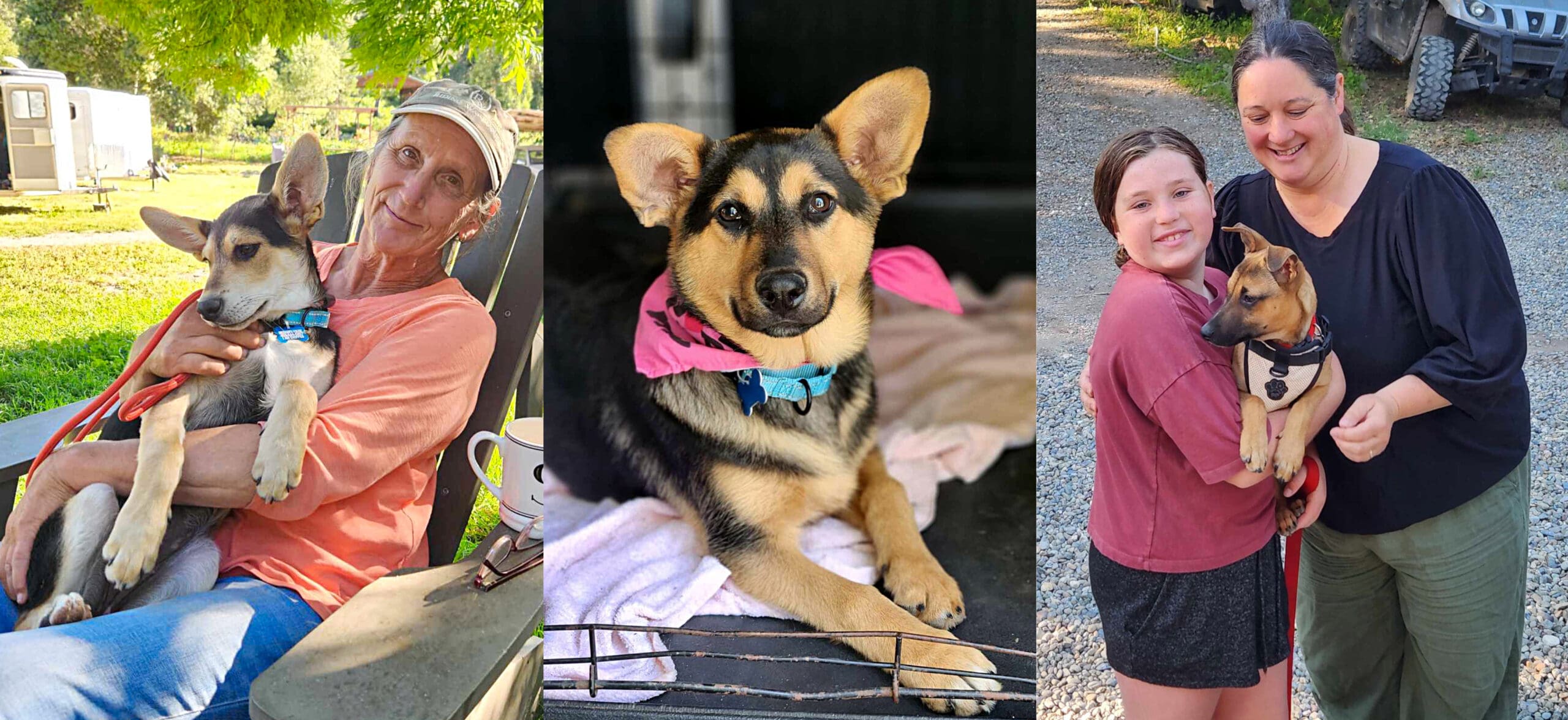 Good Networking Helps Dogs Find Homes-6 Adoptions & 3 Fosters!