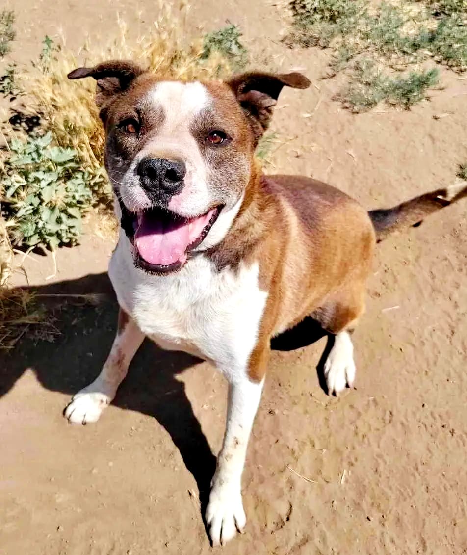 Meet Arlow - Rescue Ranch Inc.