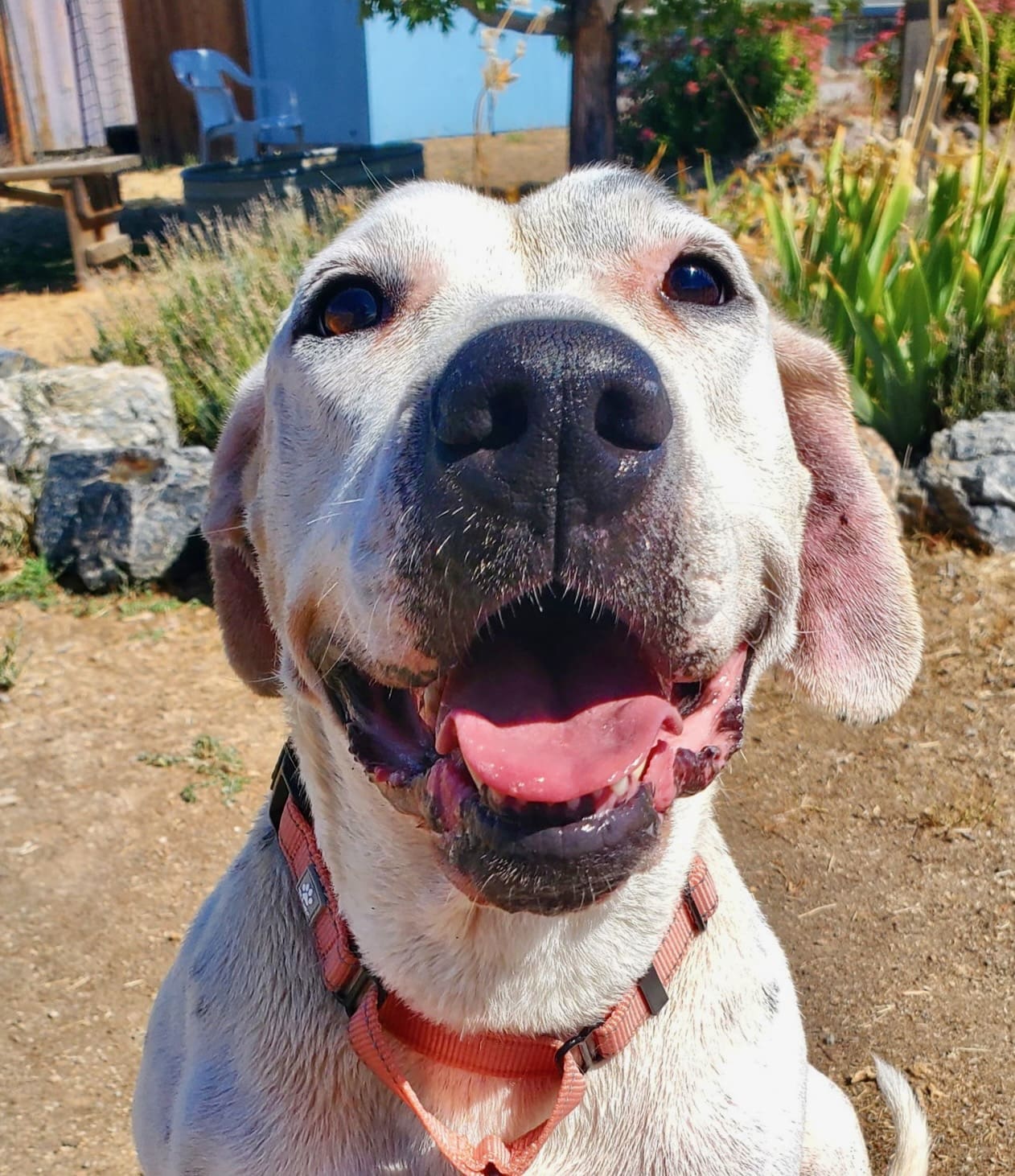 Meet Junie - Rescue Ranch Inc.