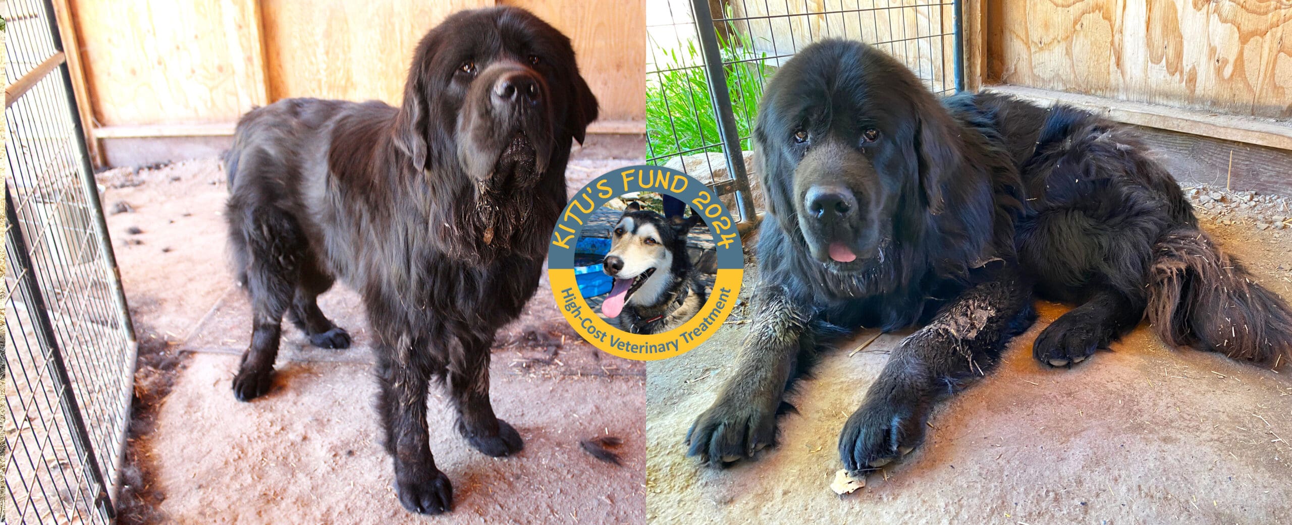 Gentle Giant Dog Saved From Fake "Rescuer" & Getting The Help He Needs ...