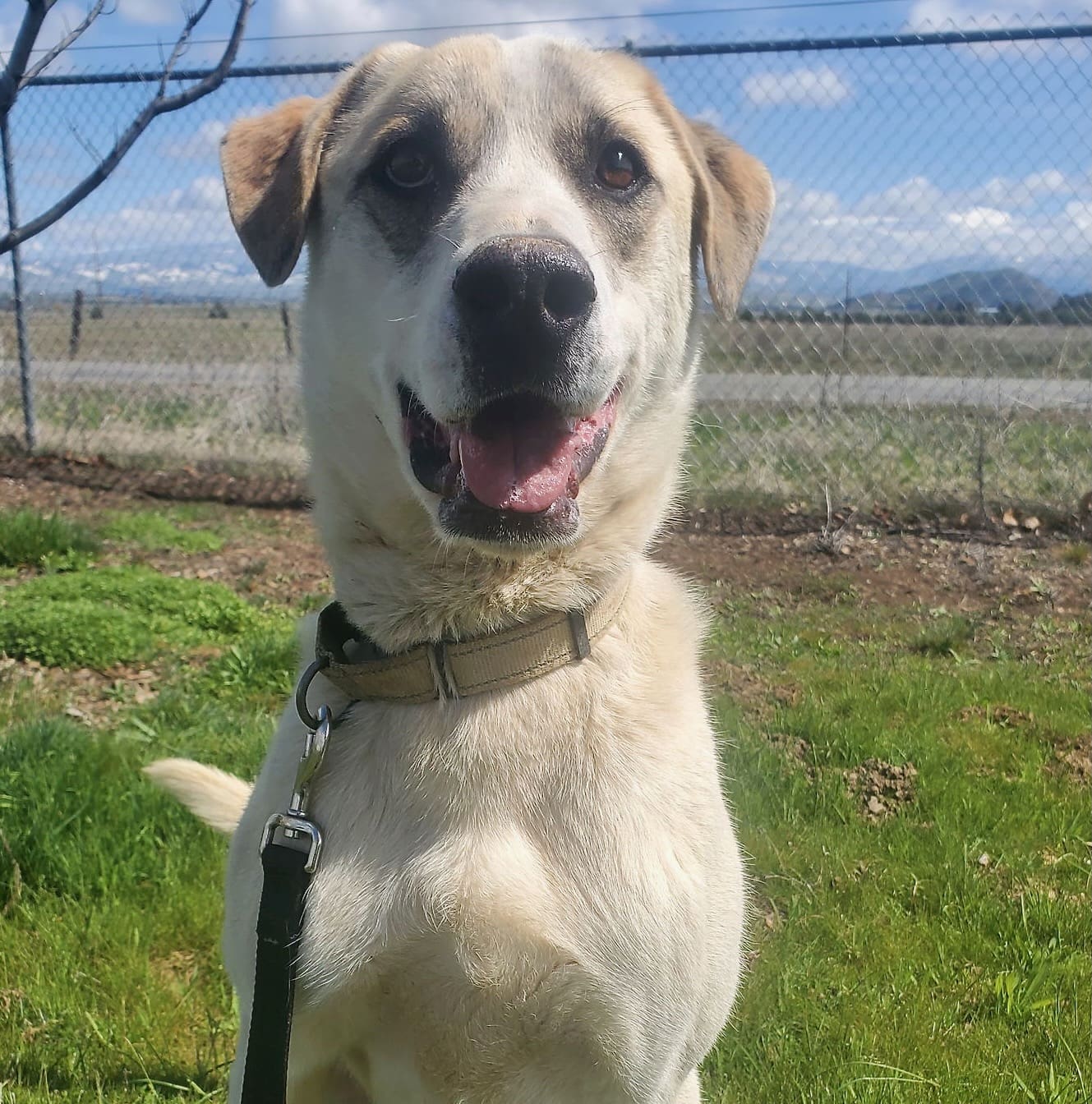 Meet Jasper - Rescue Ranch Inc.