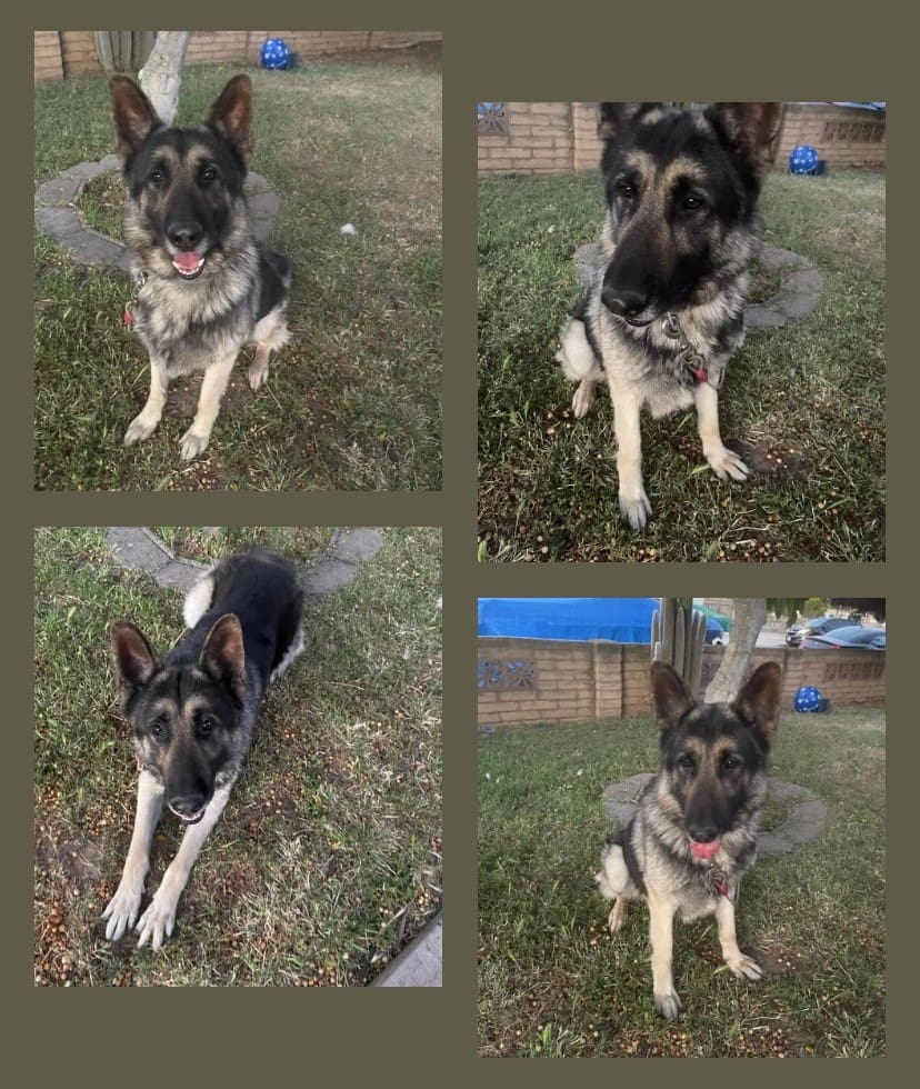 Trained German Sheperd Male Dog- Re-Homing - Rescue Ranch Inc.