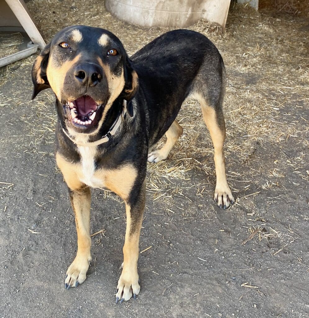 Meet Khloe - Rescue Ranch Inc.