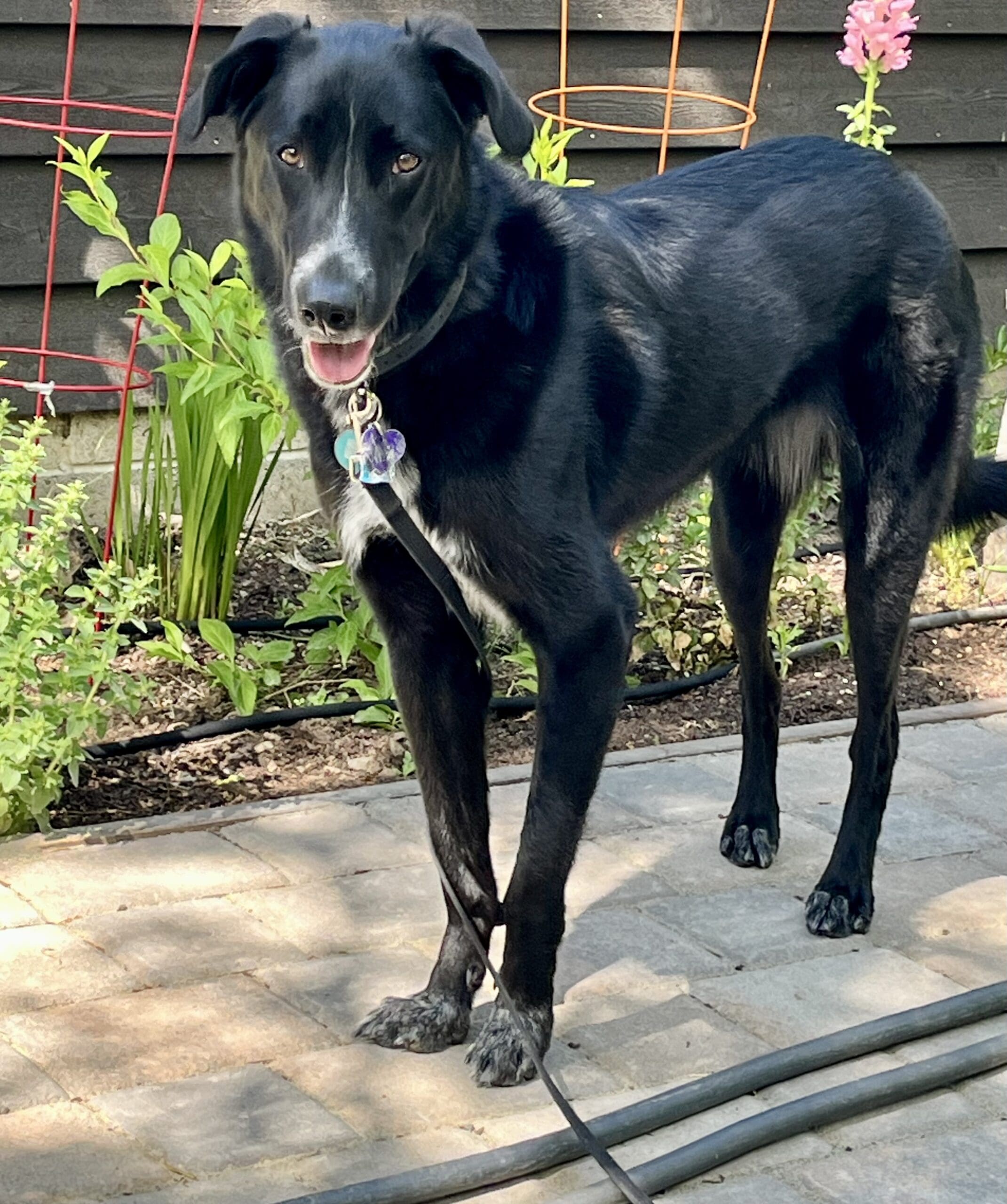 High potential guard dog needs forever home - Rescue Ranch Inc.