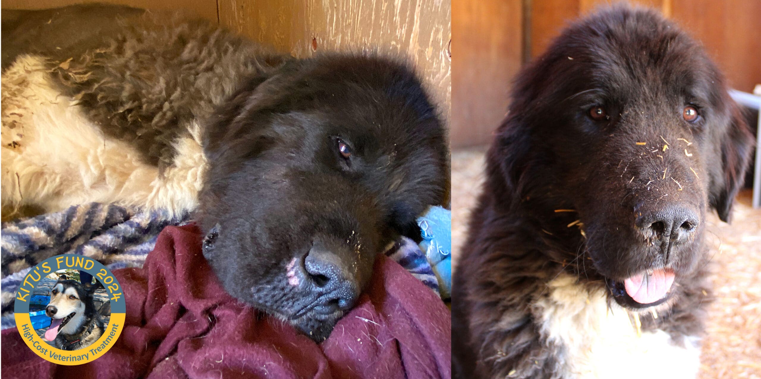 Rescue Ranch Helps Dogs With Special Needs and Chronic Conditions
