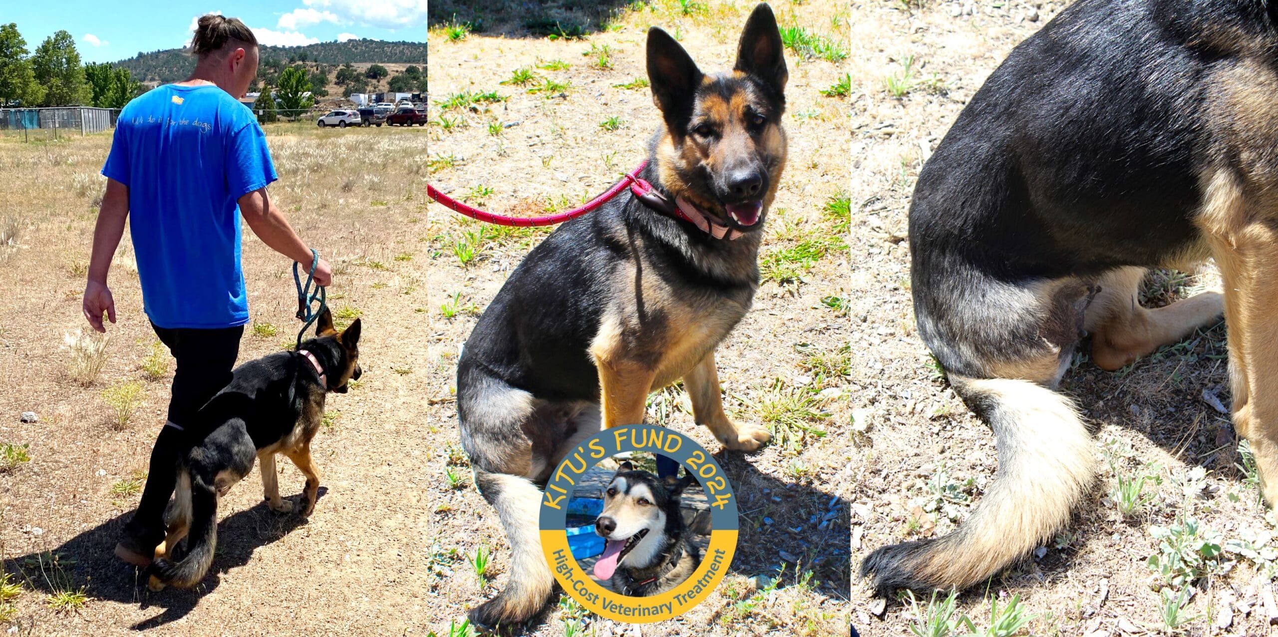 Dog Left Tied Up And Unattended Sadly Results In Hind Leg Amputation ...