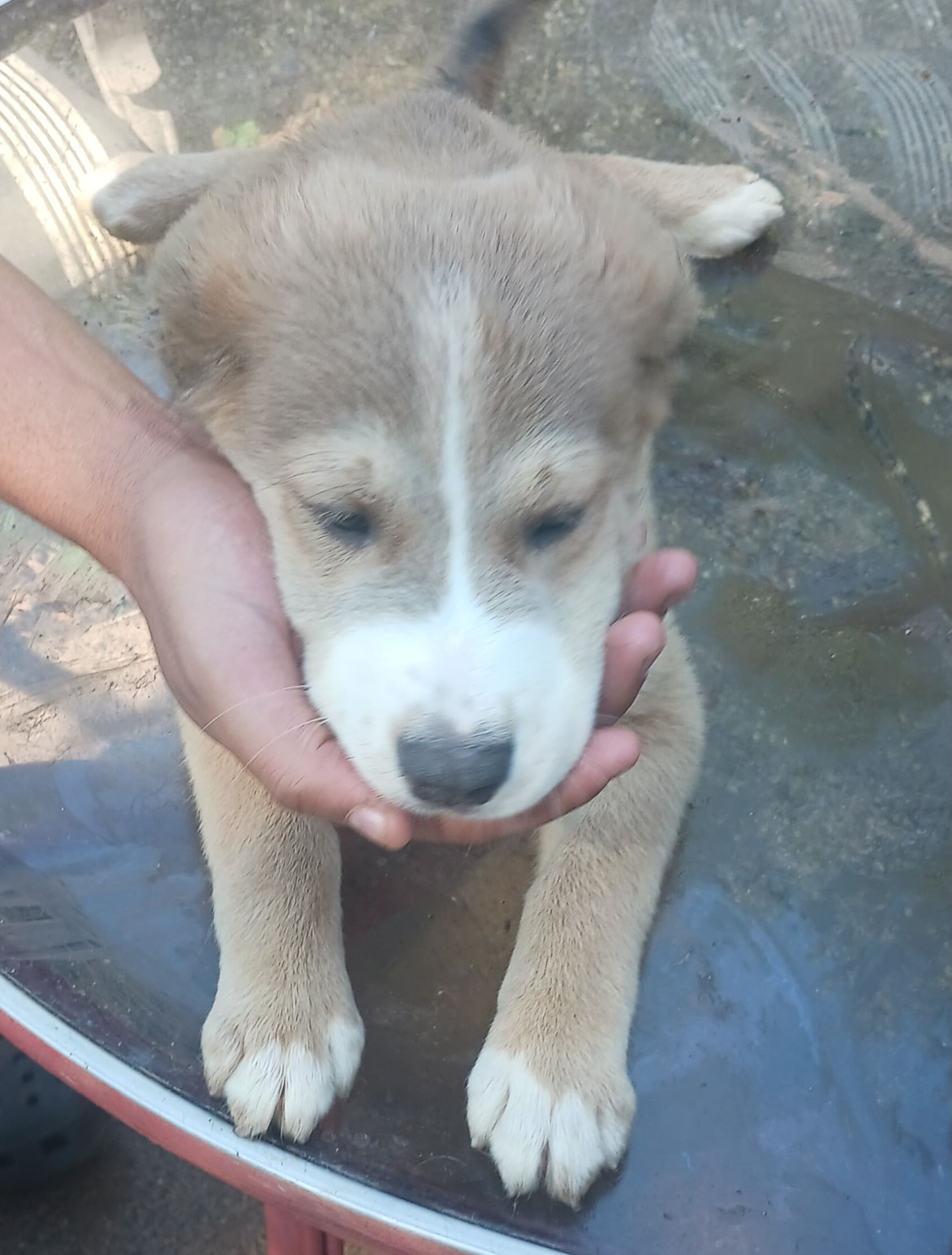 4 cuddly puppies - Rescue Ranch Inc.