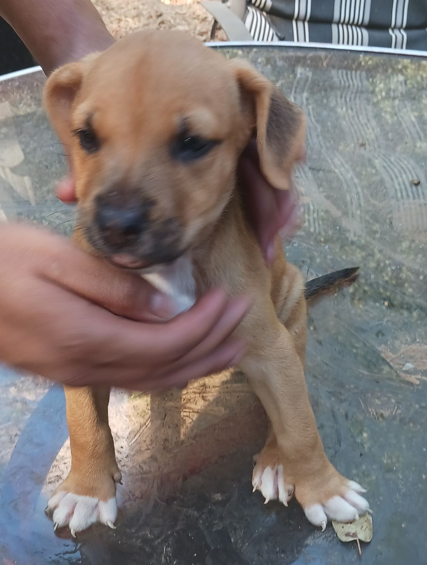 Loveable puppies - Rescue Ranch Inc.