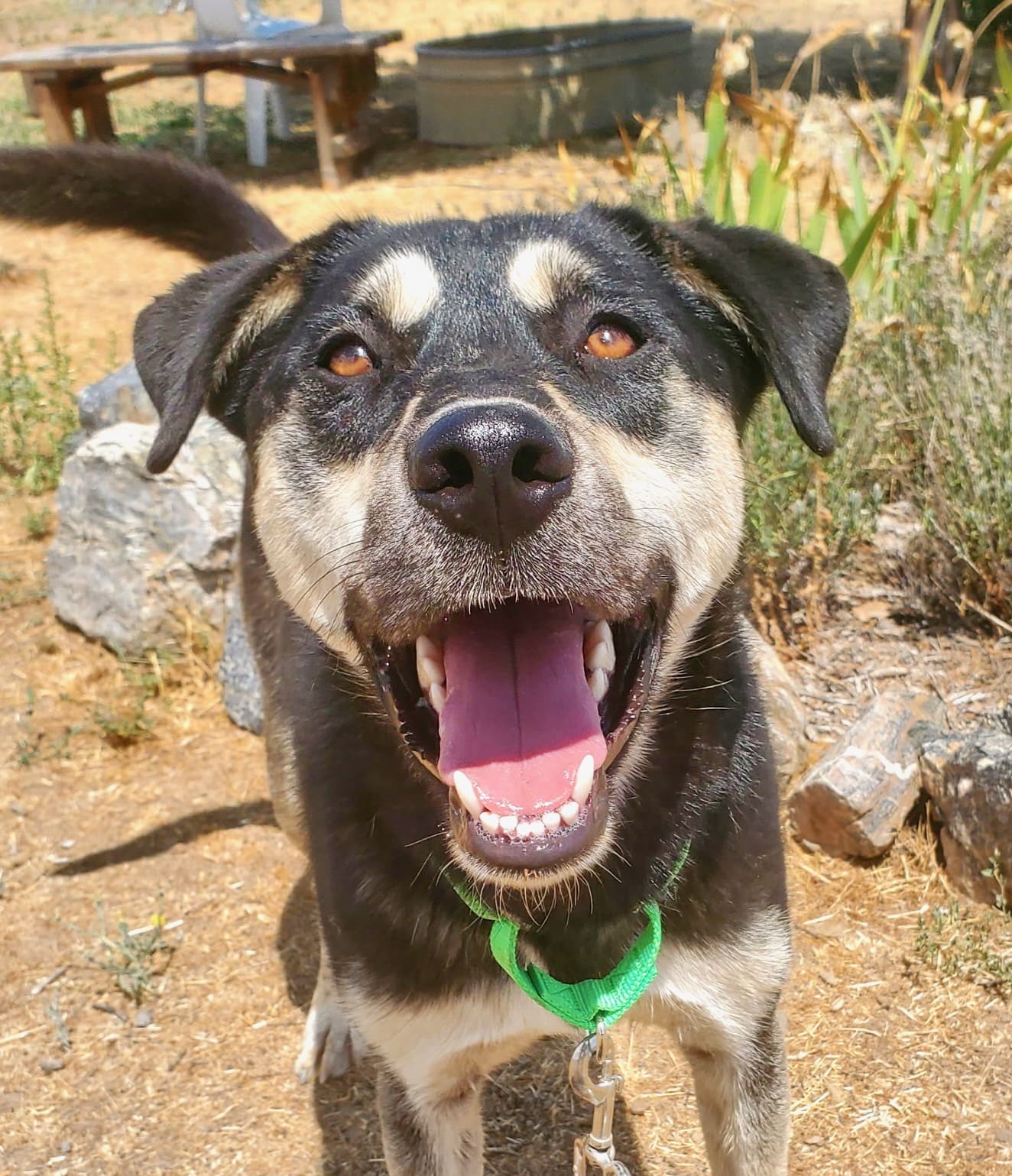 Meet Guppy - Rescue Ranch Inc.