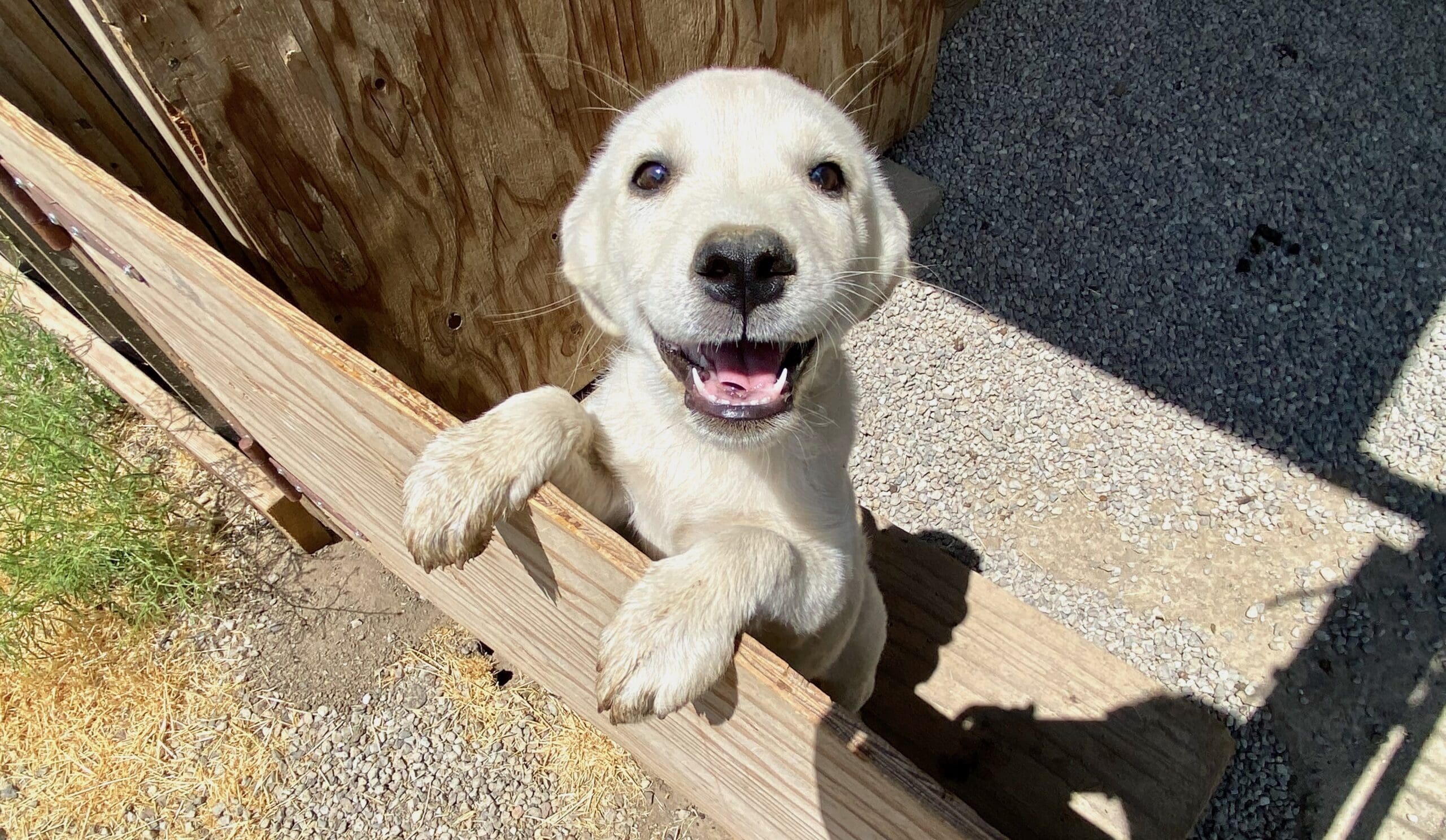 Top 10 Arguments For Adopting A Shelter Dog - Rescue Ranch Inc.