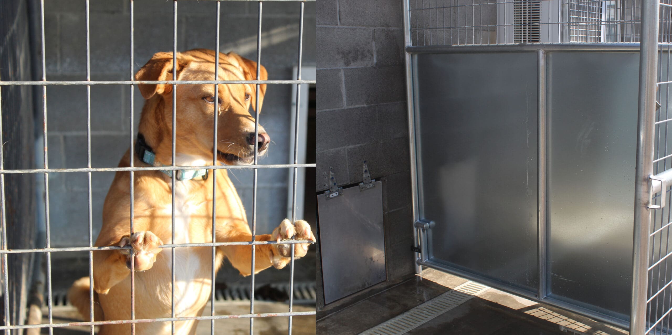New Outdoor Dog Kennels Give Rescue Ranch Adoption Center Much Needed ...
