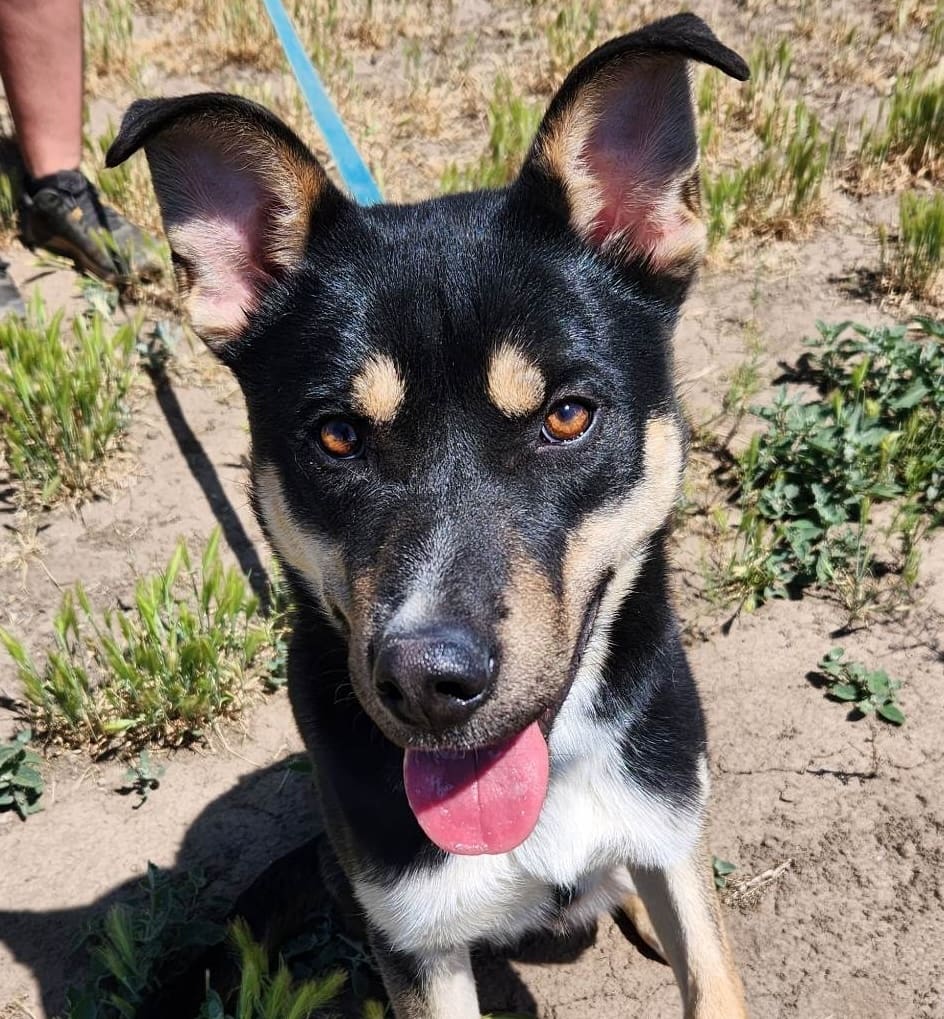 Meet Cheezit - Rescue Ranch Inc.