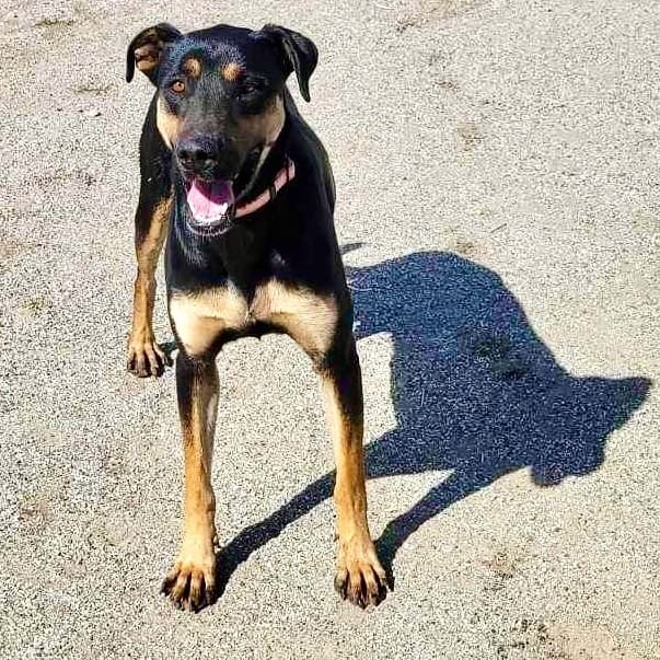 Meet Toni - Rescue Ranch Inc.