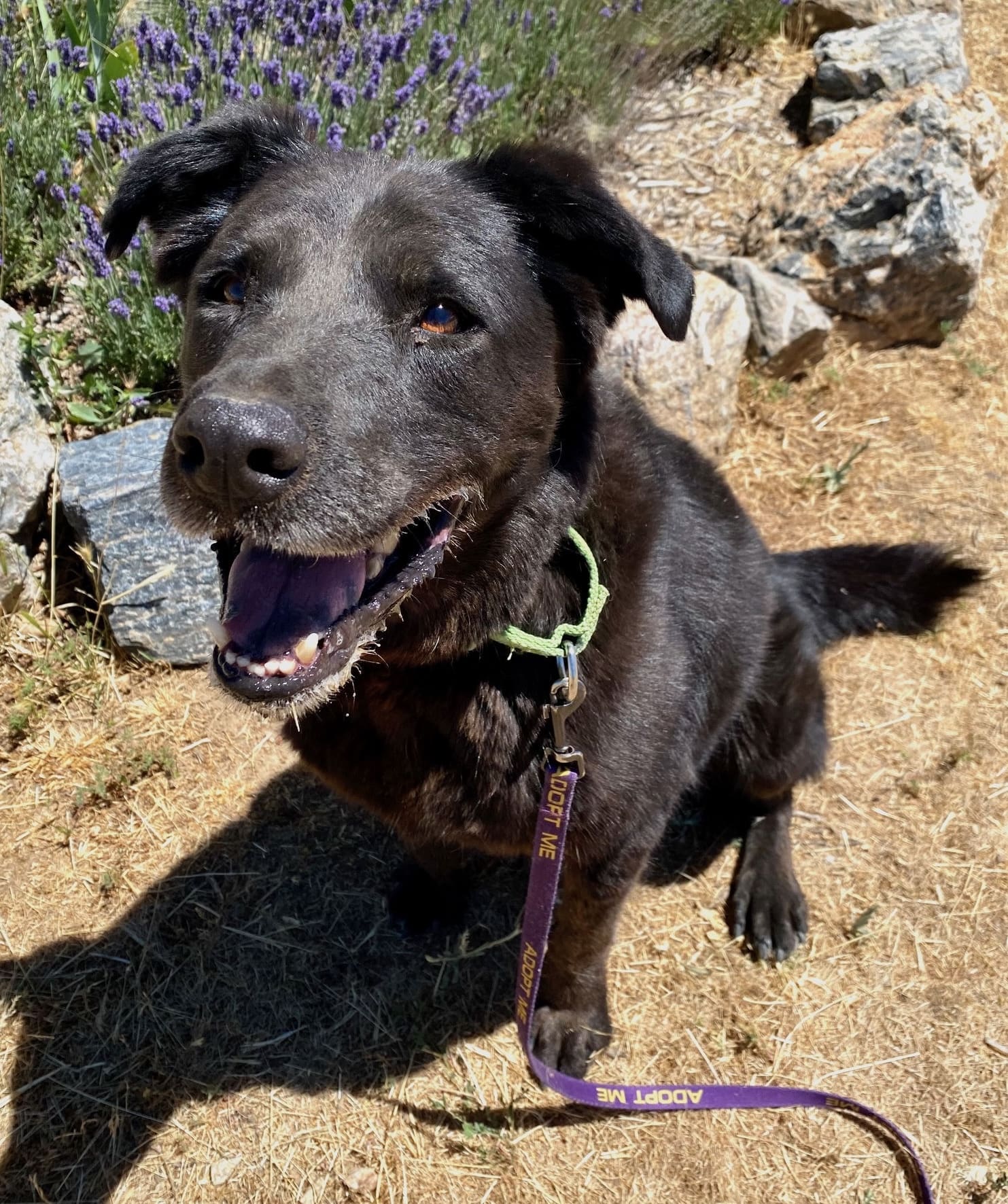 Meet Lucky - Rescue Ranch Inc.