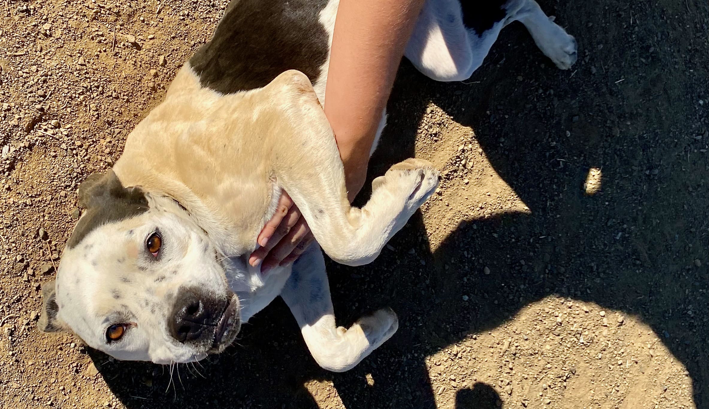 We Need A Special Foster Home For This Unique Pit Bull Mix. Could It Be ...