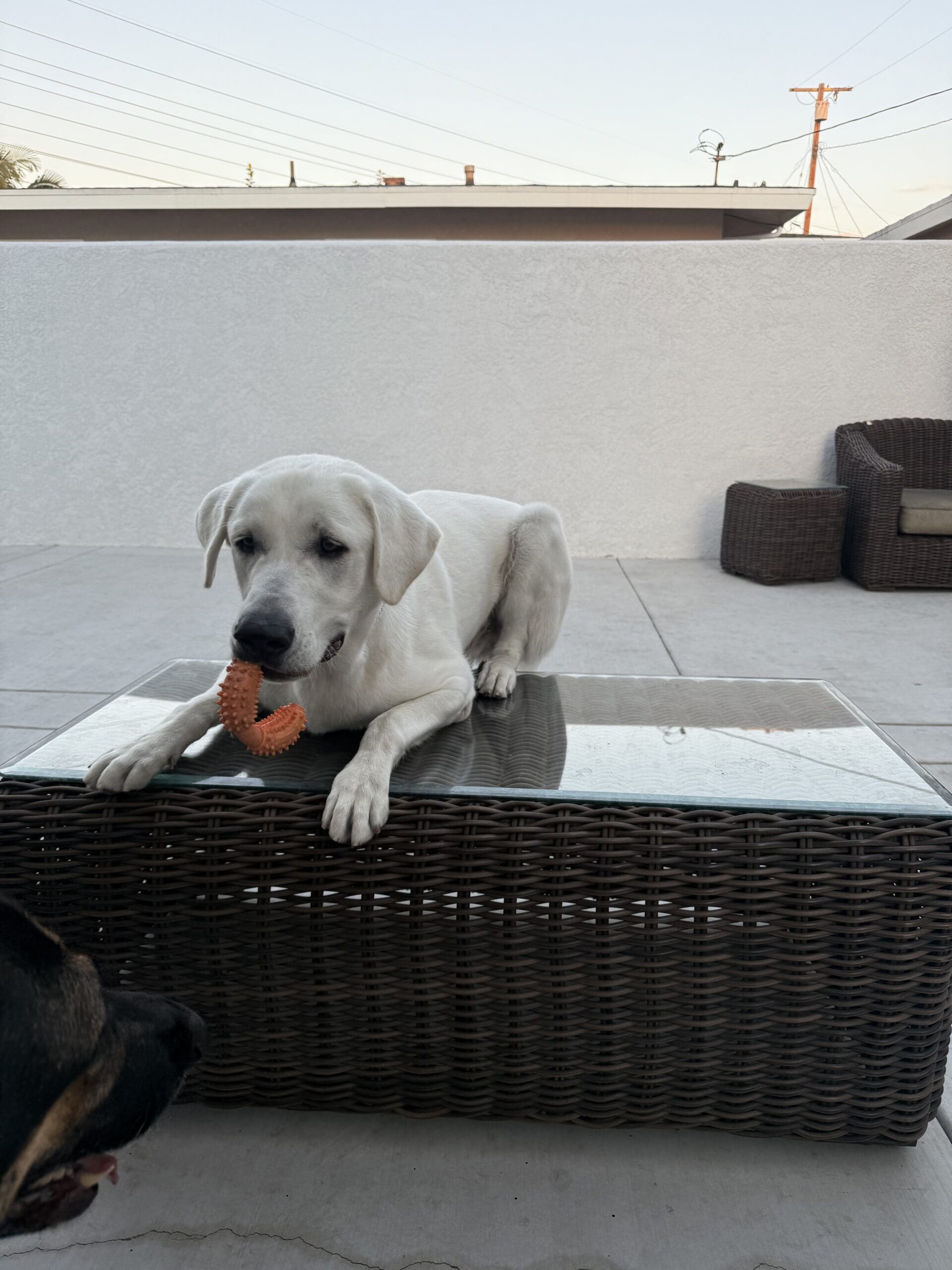 Harvey - Rescue Ranch Inc.