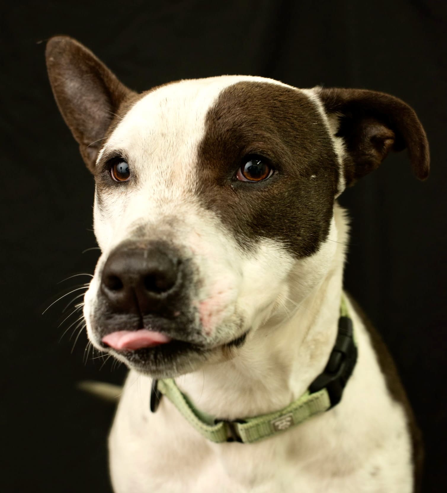 Meet Nike - Rescue Ranch Inc.