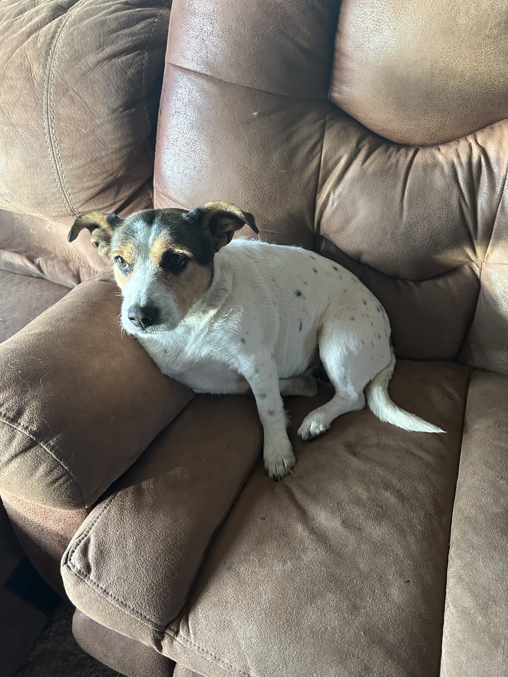 Willow - Rescue Ranch Inc.