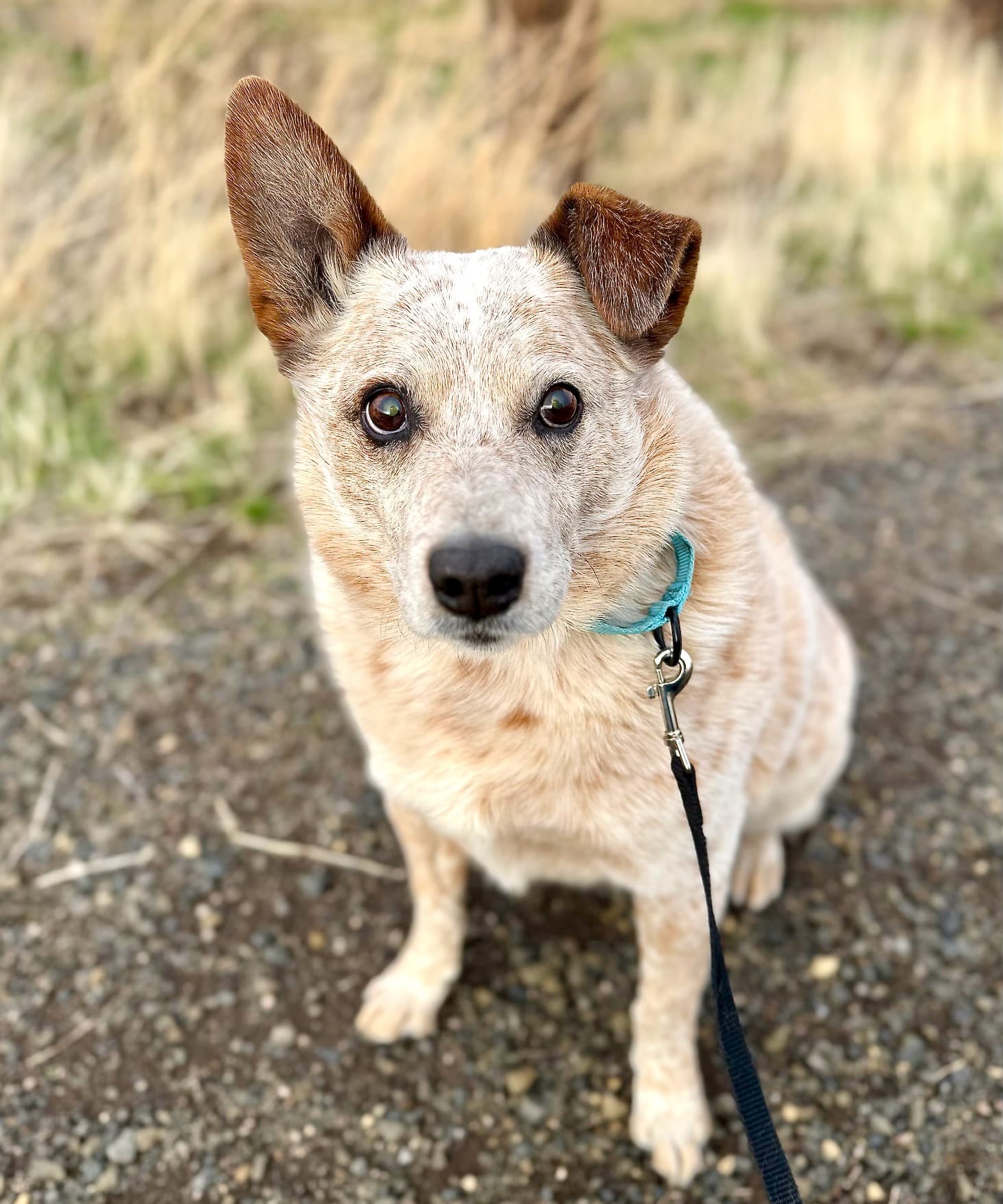 Meet Rusty Russell - Rescue Ranch Inc.