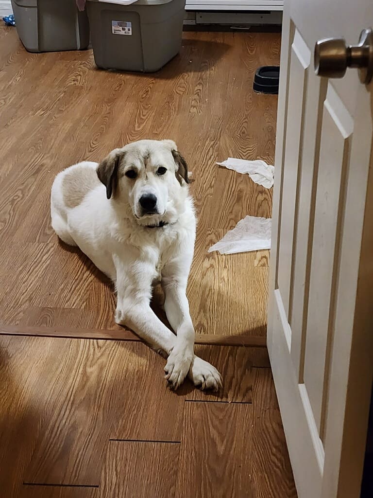 Nadine a sweet Great Pyrenees mix looking for a forever home - Rescue ...