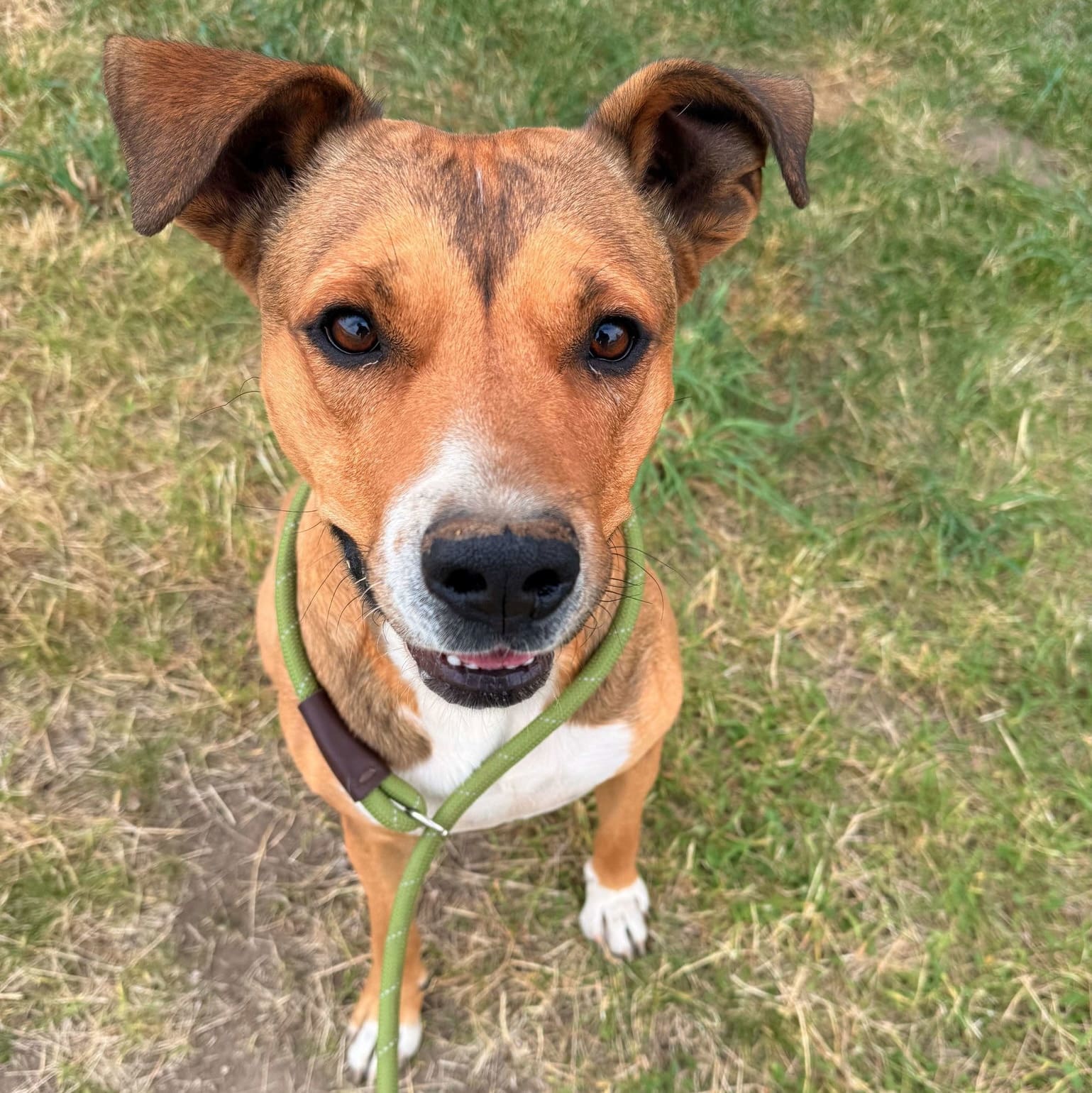 Meet Harvey - Rescue Ranch Inc.