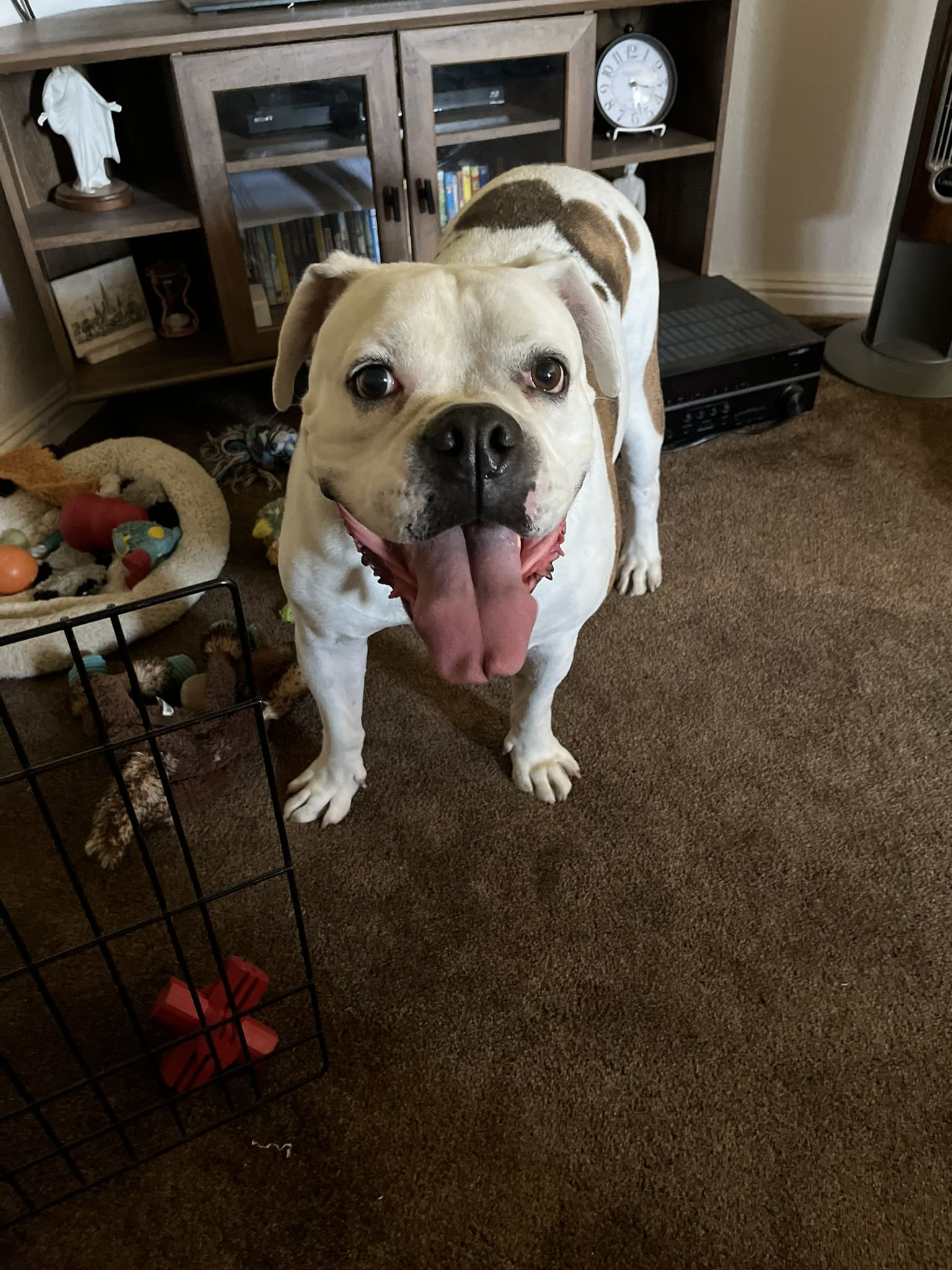 Chance - Rescue Ranch Inc.