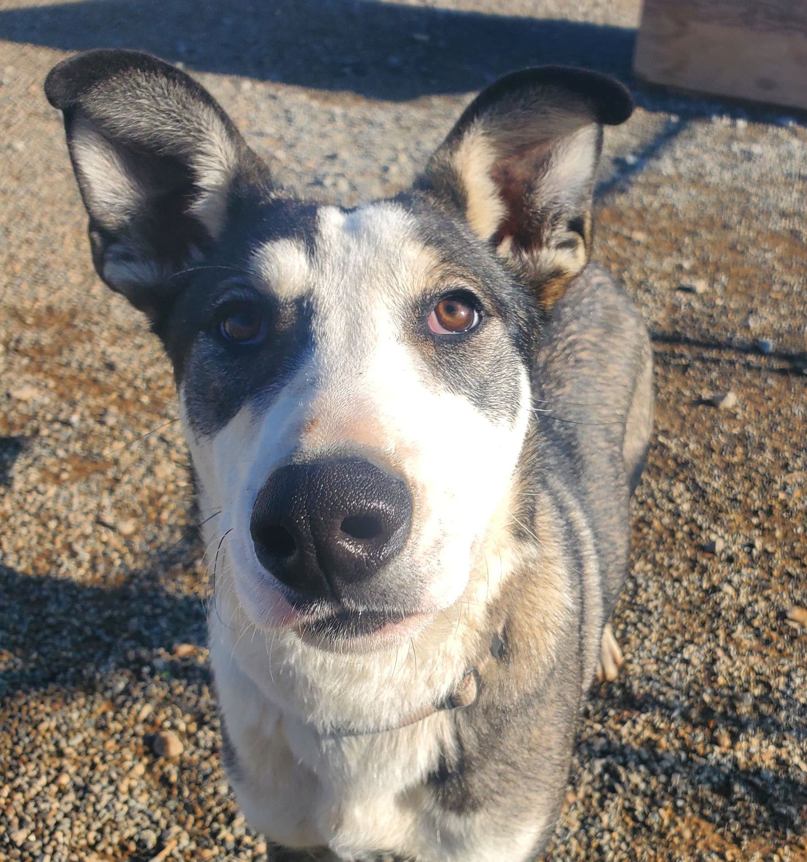 Meet Anna - Rescue Ranch Inc.