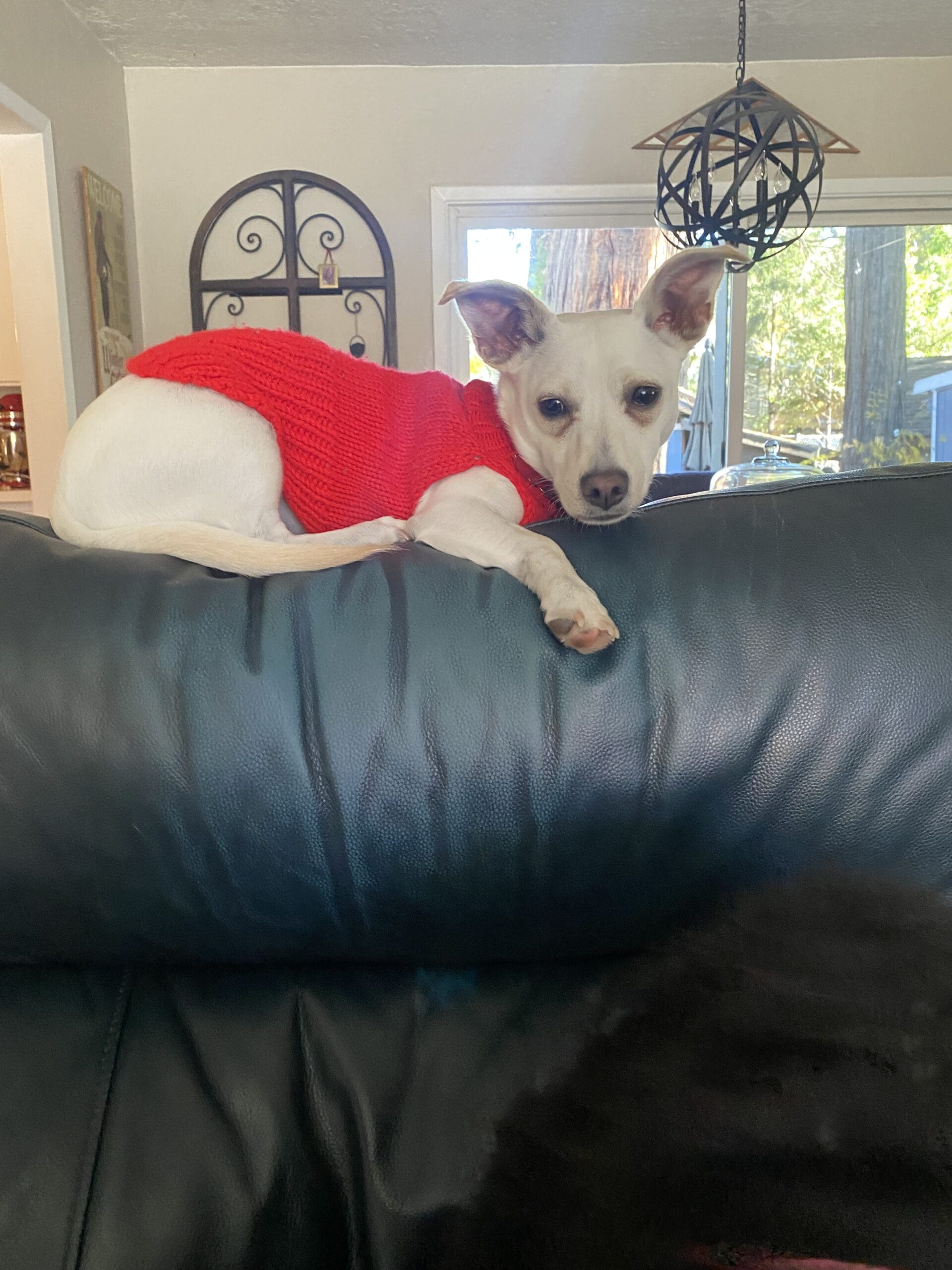 Furever Happy - Rescue Ranch Inc.