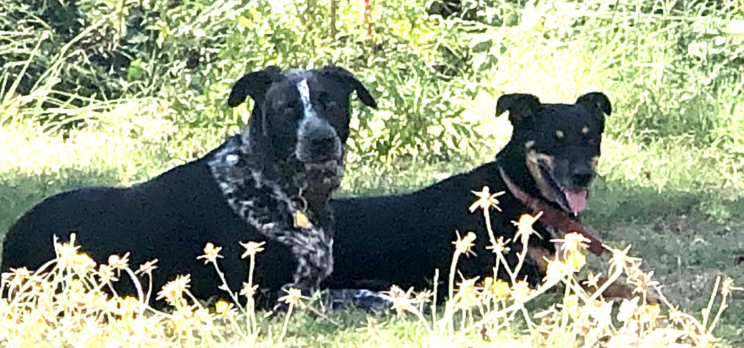 Mate (and Matilda) Needs a Loving Home - Rescue Ranch Inc.