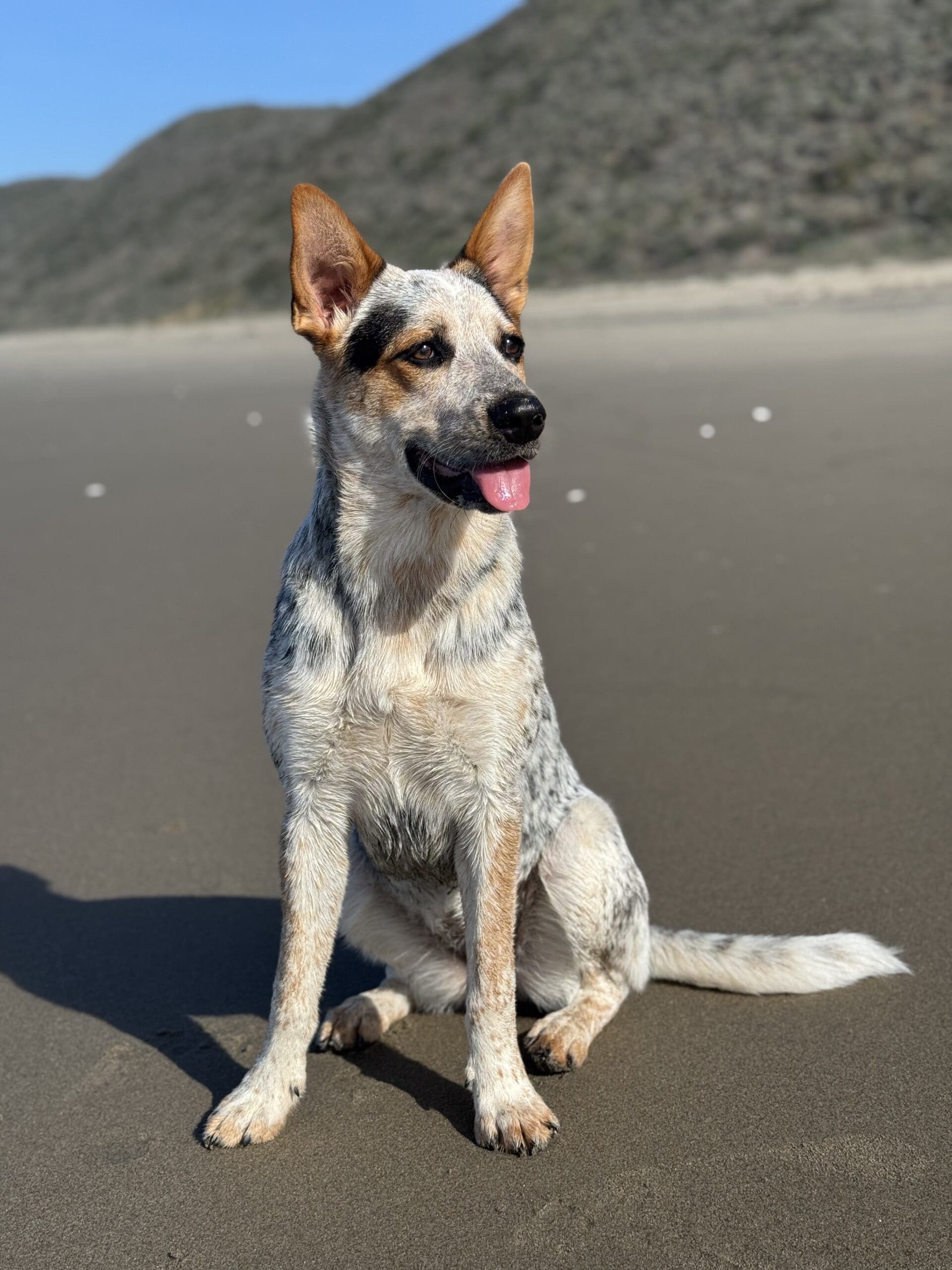 Vega needs more space! - Rescue Ranch Inc.