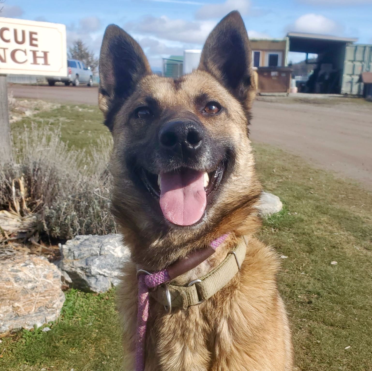 Meet Dakota - Rescue Ranch Inc.