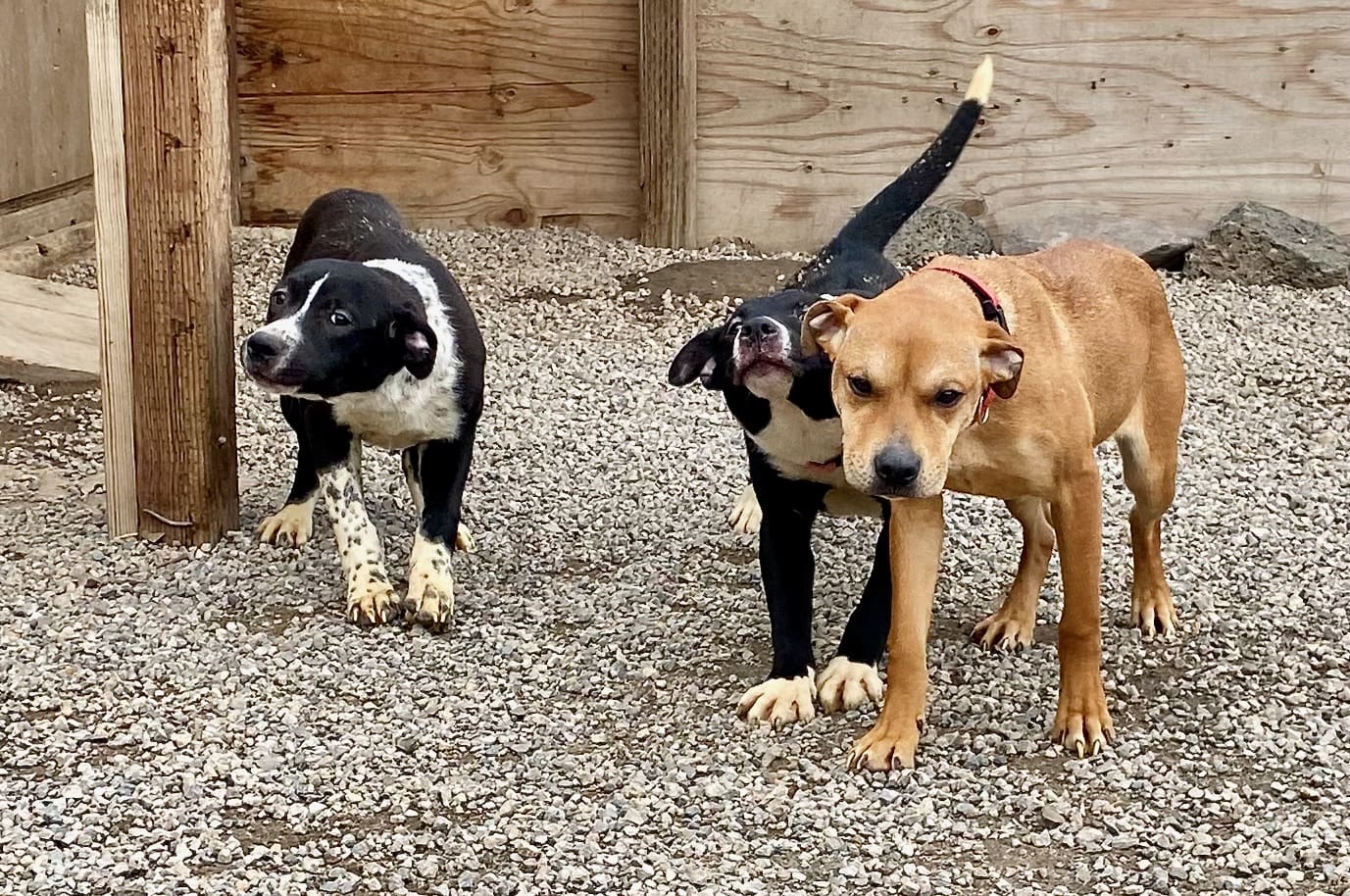 It Takes A Village: Rescue Ranch Provides Sanctuary For 29 Unwanted ...