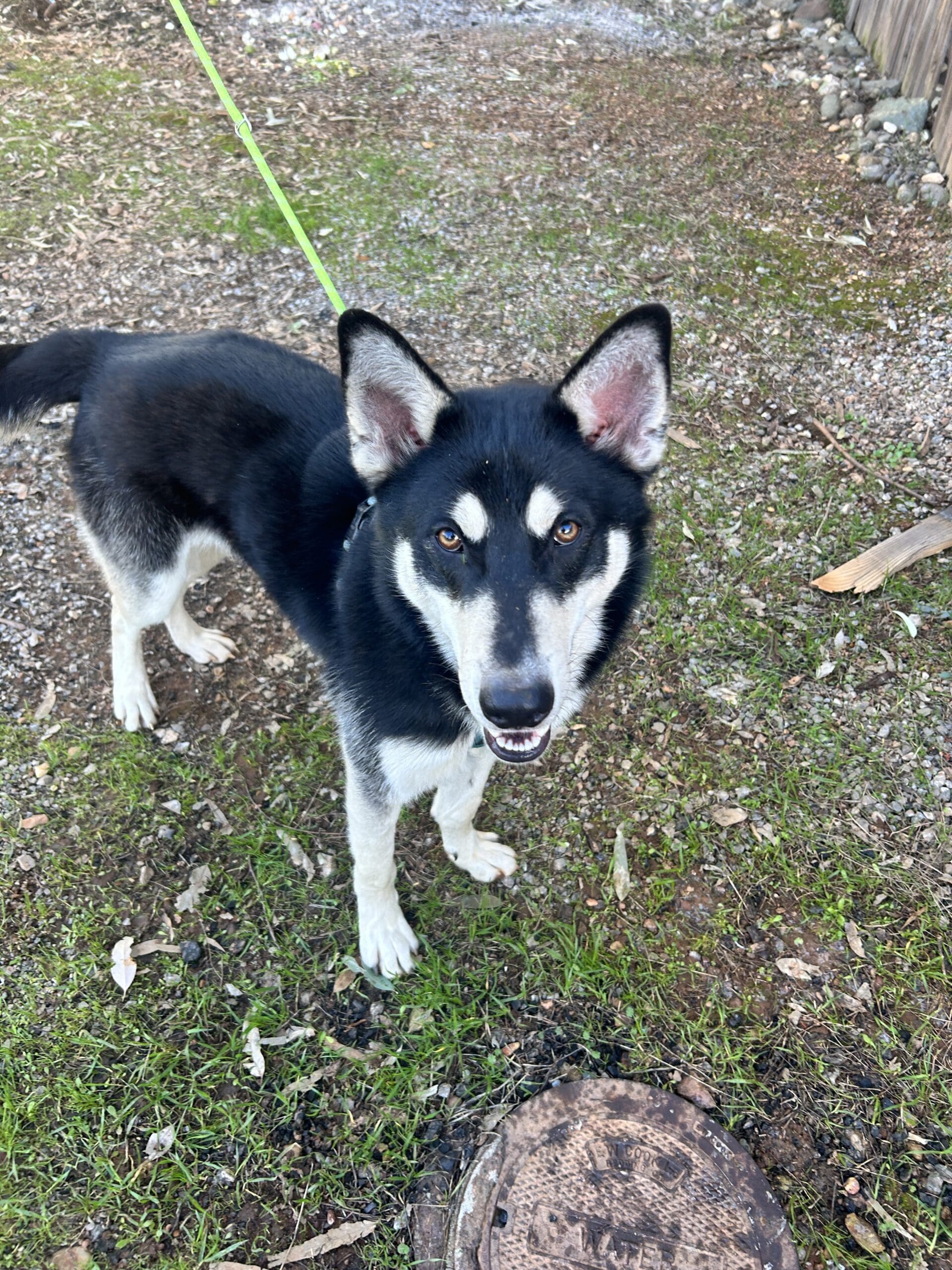 Handsome Homer needs a Home - Rescue Ranch Inc.