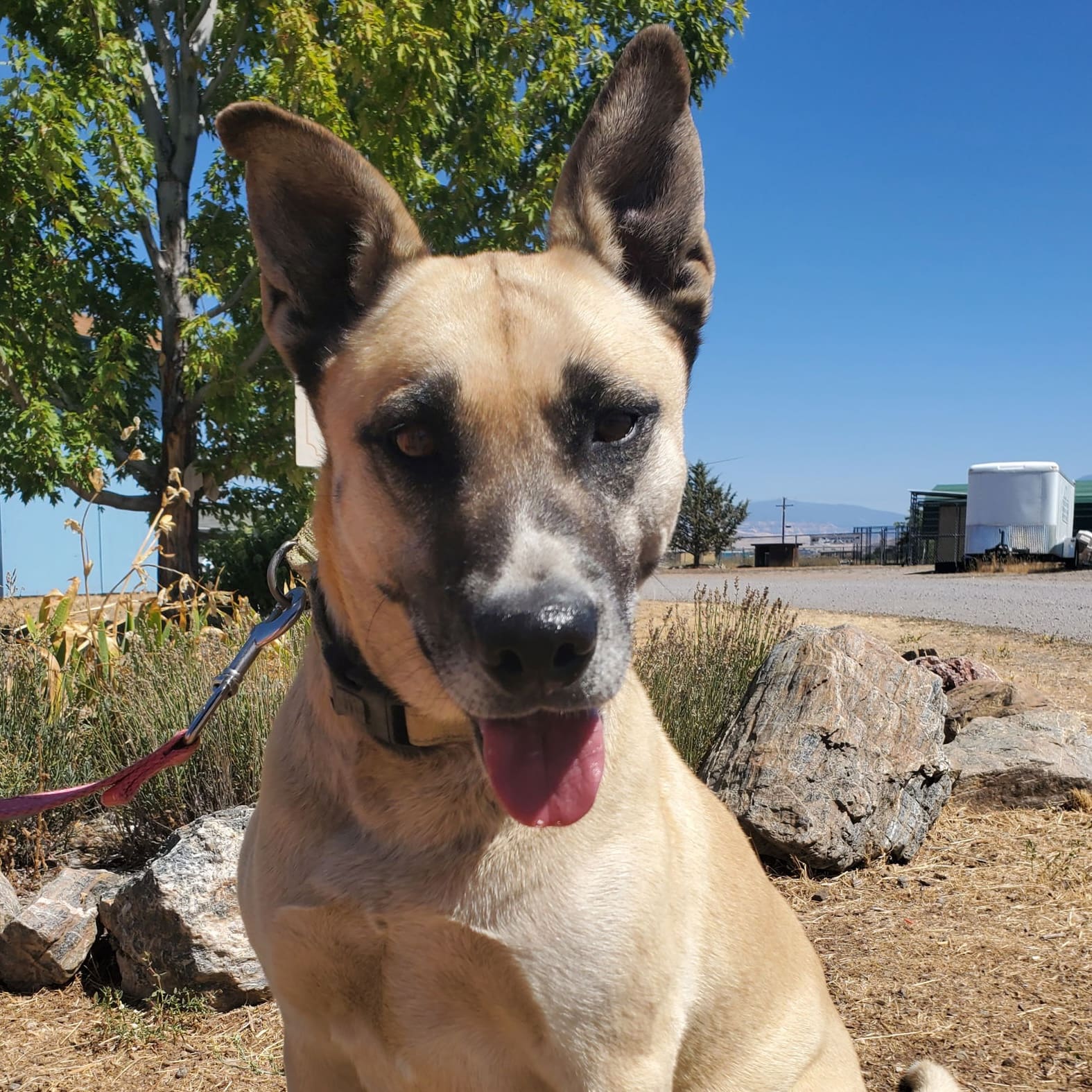 Meet Sister - Rescue Ranch Inc.