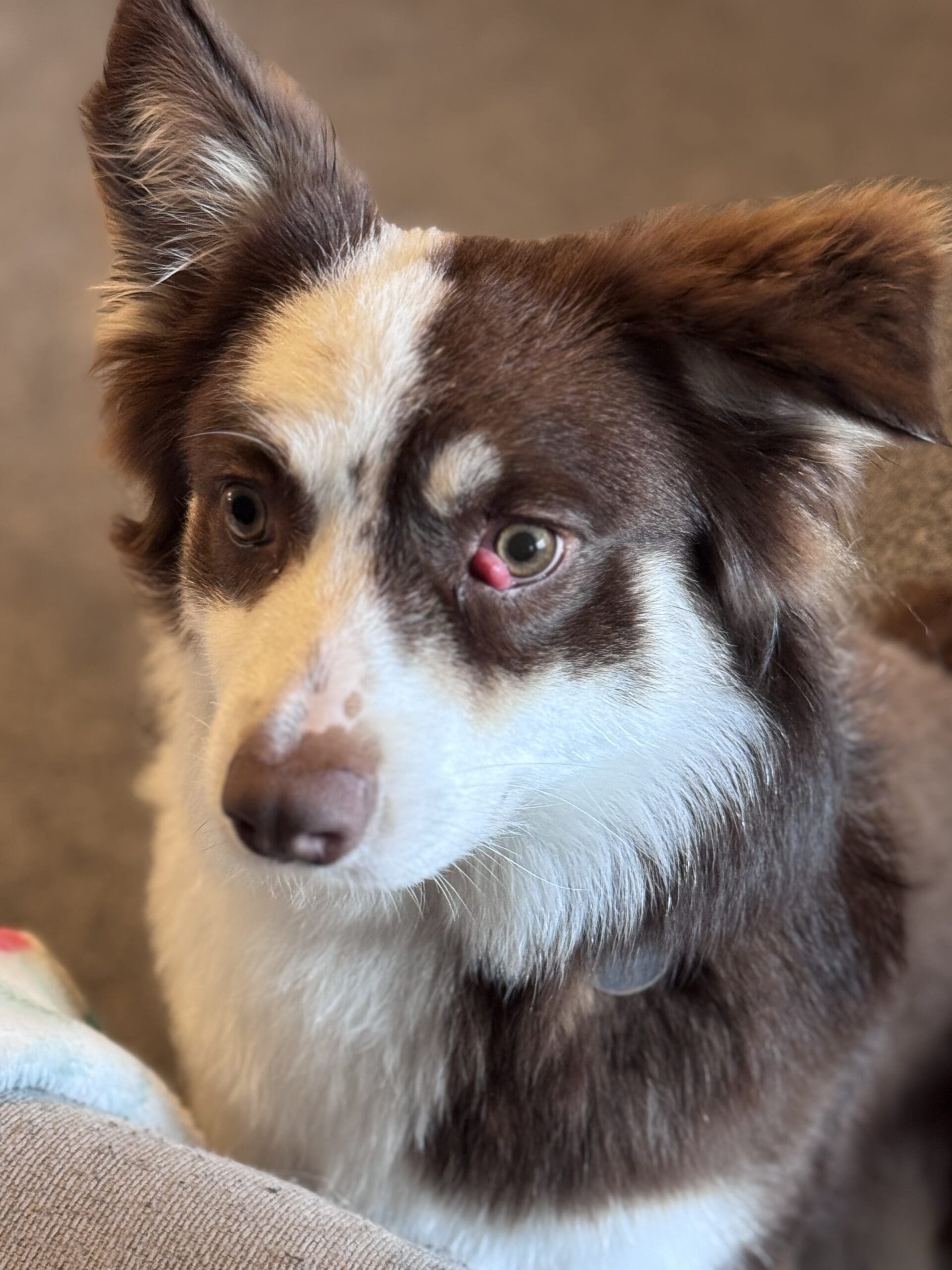 Sweet red Aussie needs a forever home - Rescue Ranch Inc.
