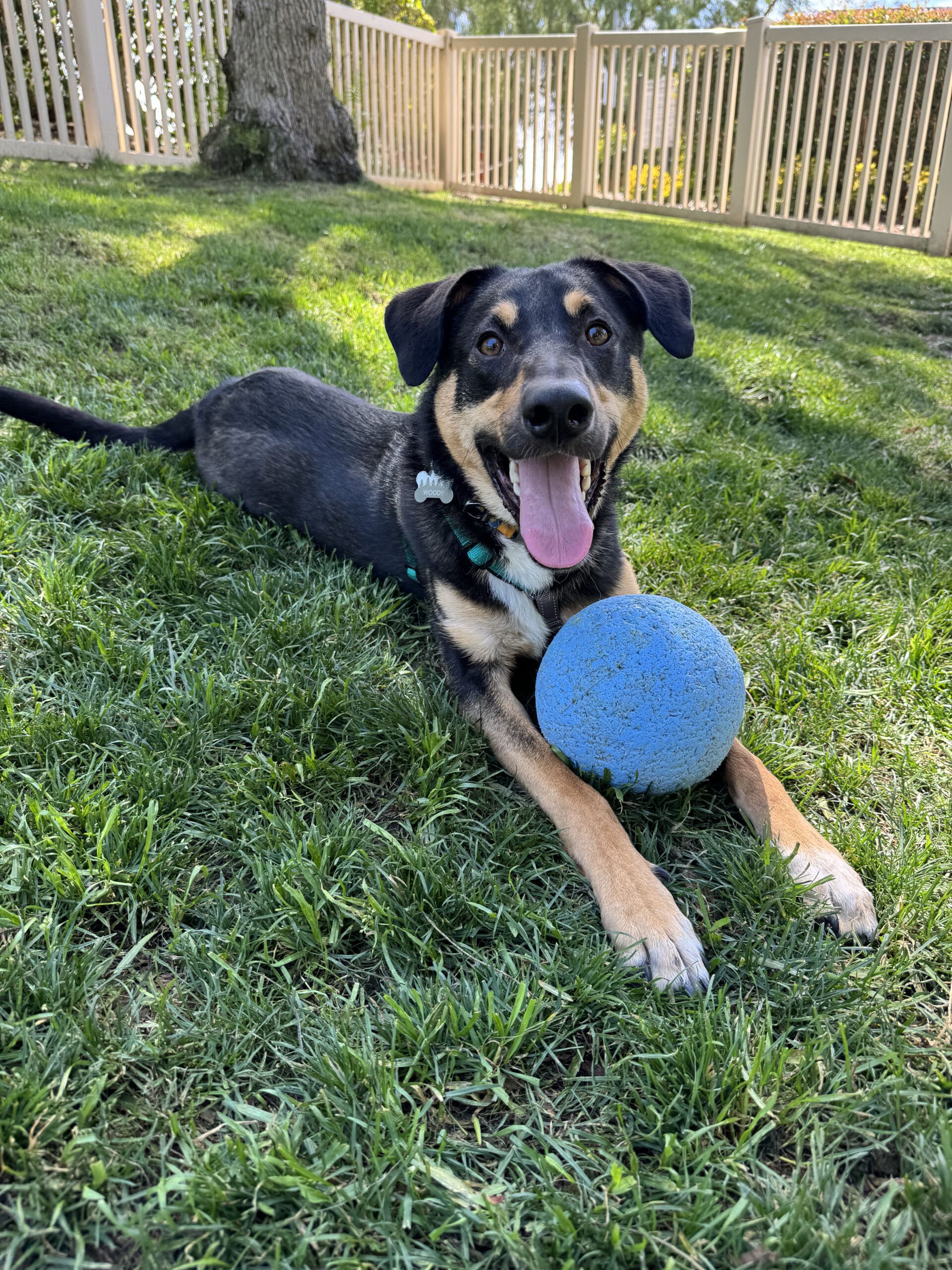 Loving Foster Dog Ready for Forever Home - Rescue Ranch Inc.