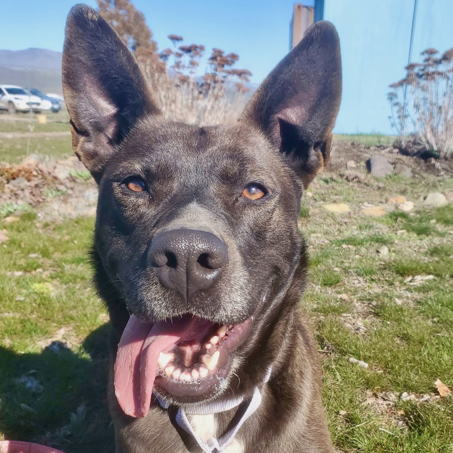 Meet Freya - Rescue Ranch Inc.