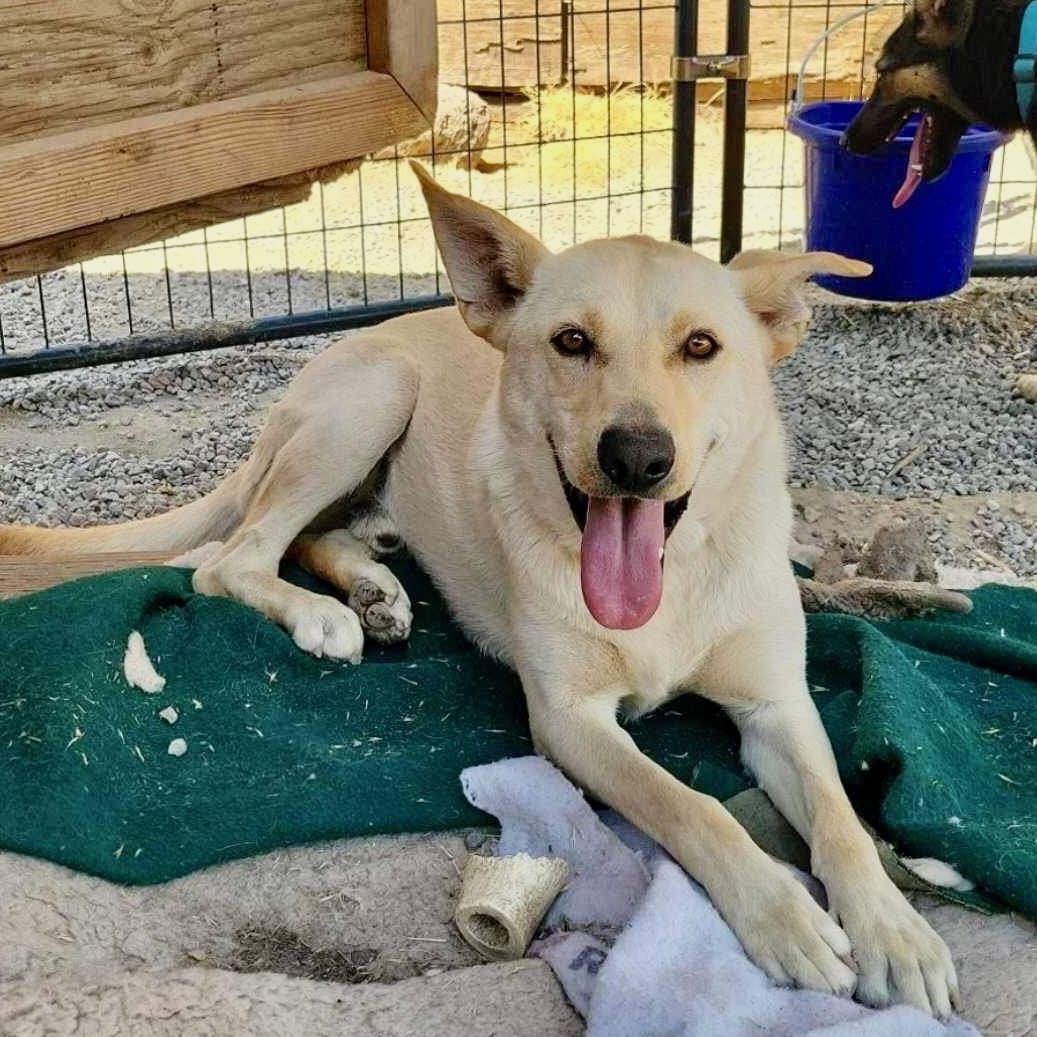 Meet Marshall - Rescue Ranch Inc.