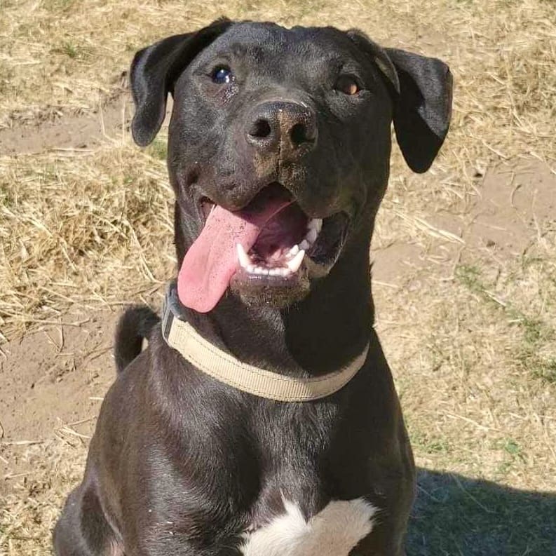 Meet Oscar - Rescue Ranch Inc.