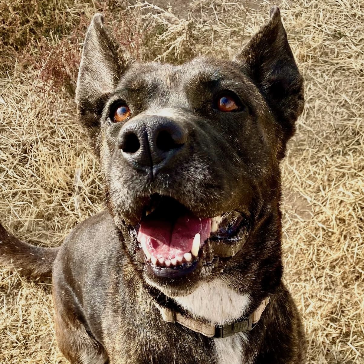 Meet Radar - Rescue Ranch Inc.