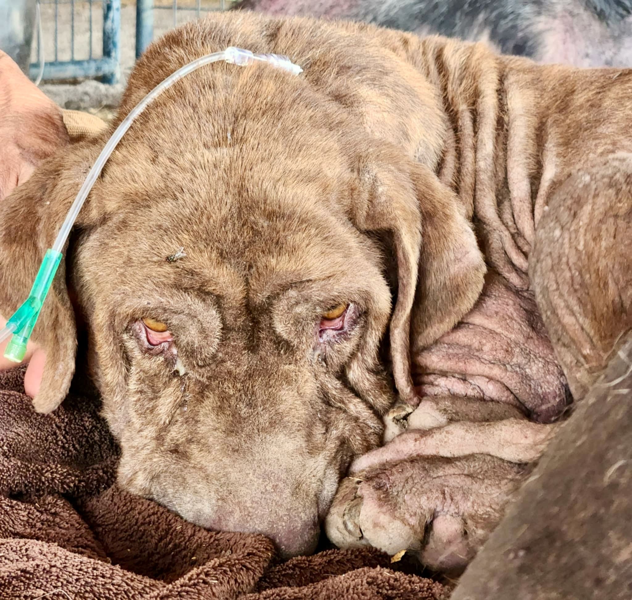 3 Dumped, Neglected Dogs Welcomed By Rescue Ranch Sanctuary - Rescue ...