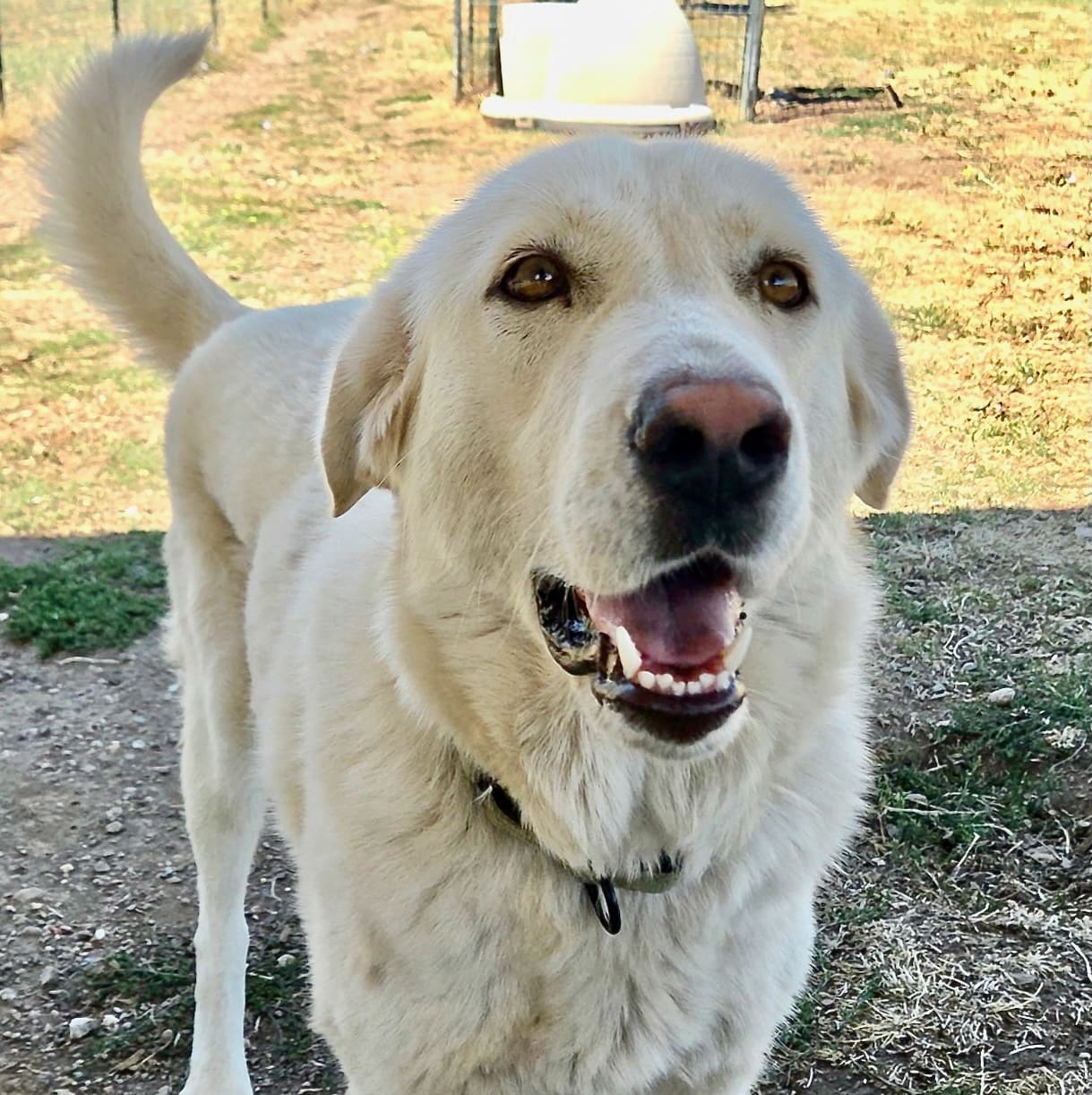 Meet Callie - Rescue Ranch Inc.