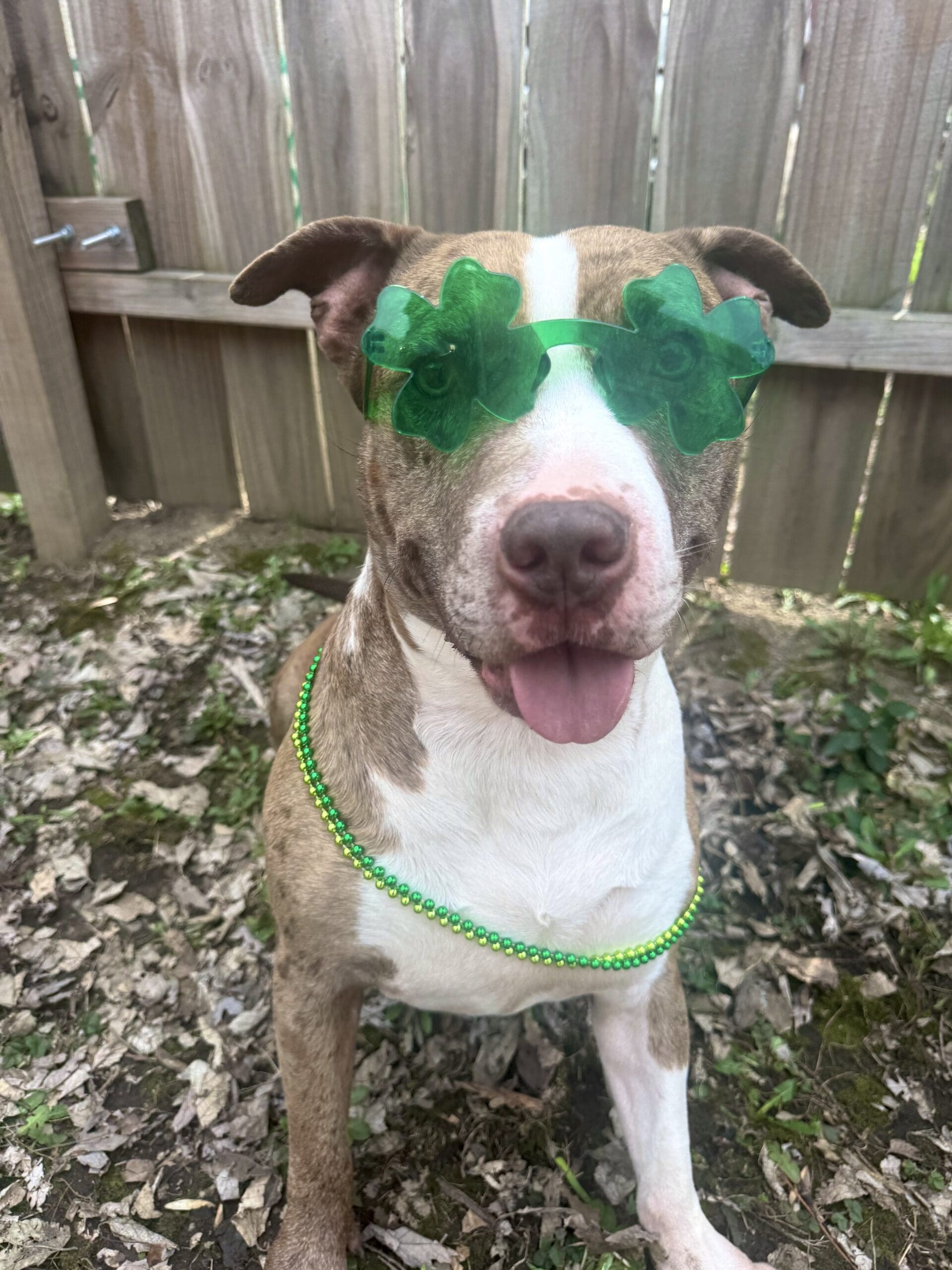 Meet Duke! - Rescue Ranch Inc.