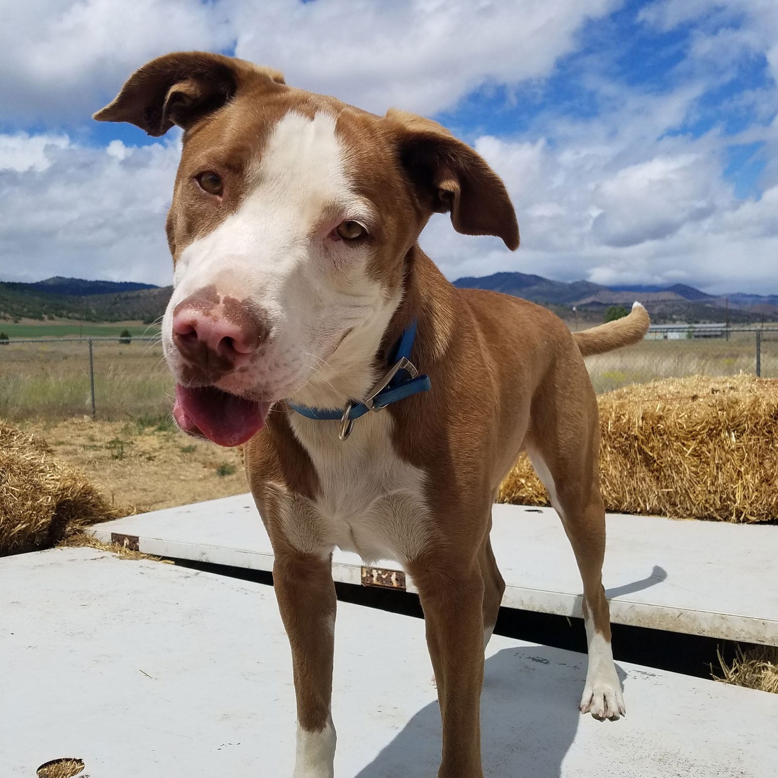 Meet Rex - Rescue Ranch Inc.