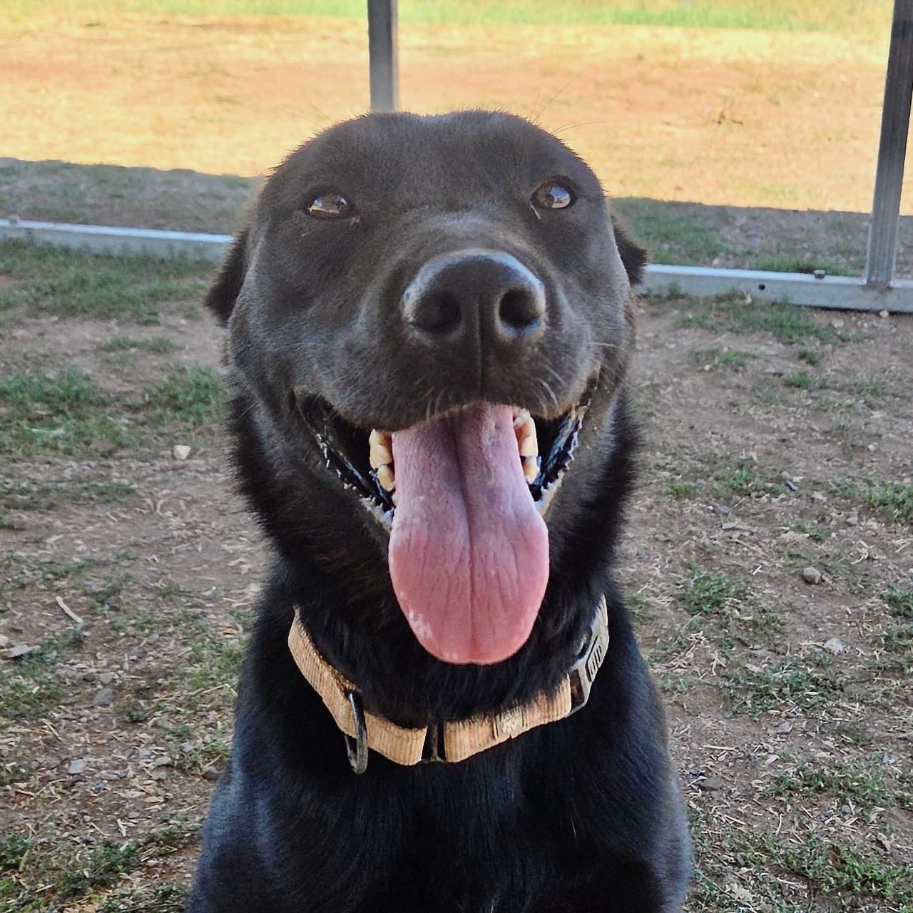 Meet Yachi - Rescue Ranch Inc.