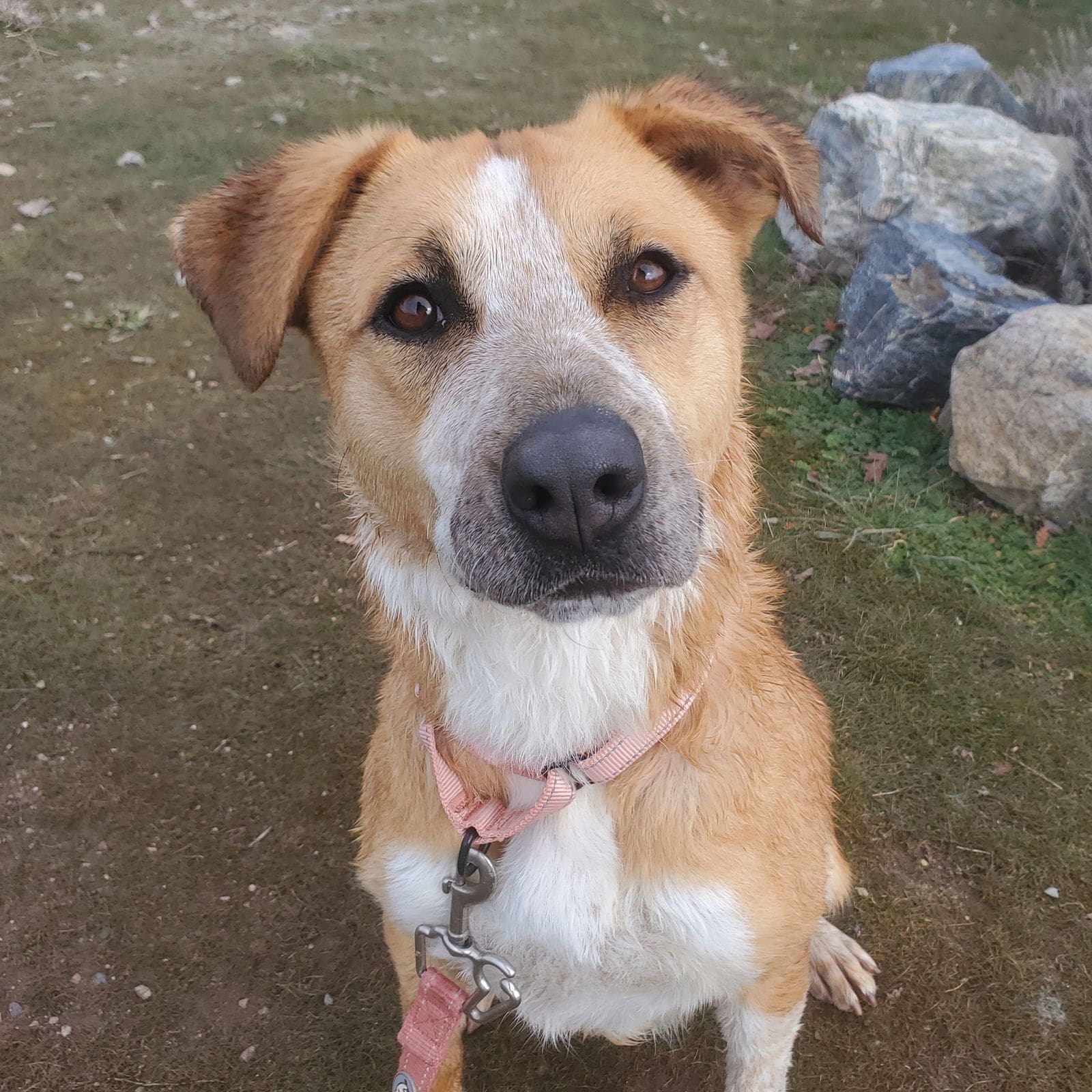 Meet Papaya - Rescue Ranch Inc.