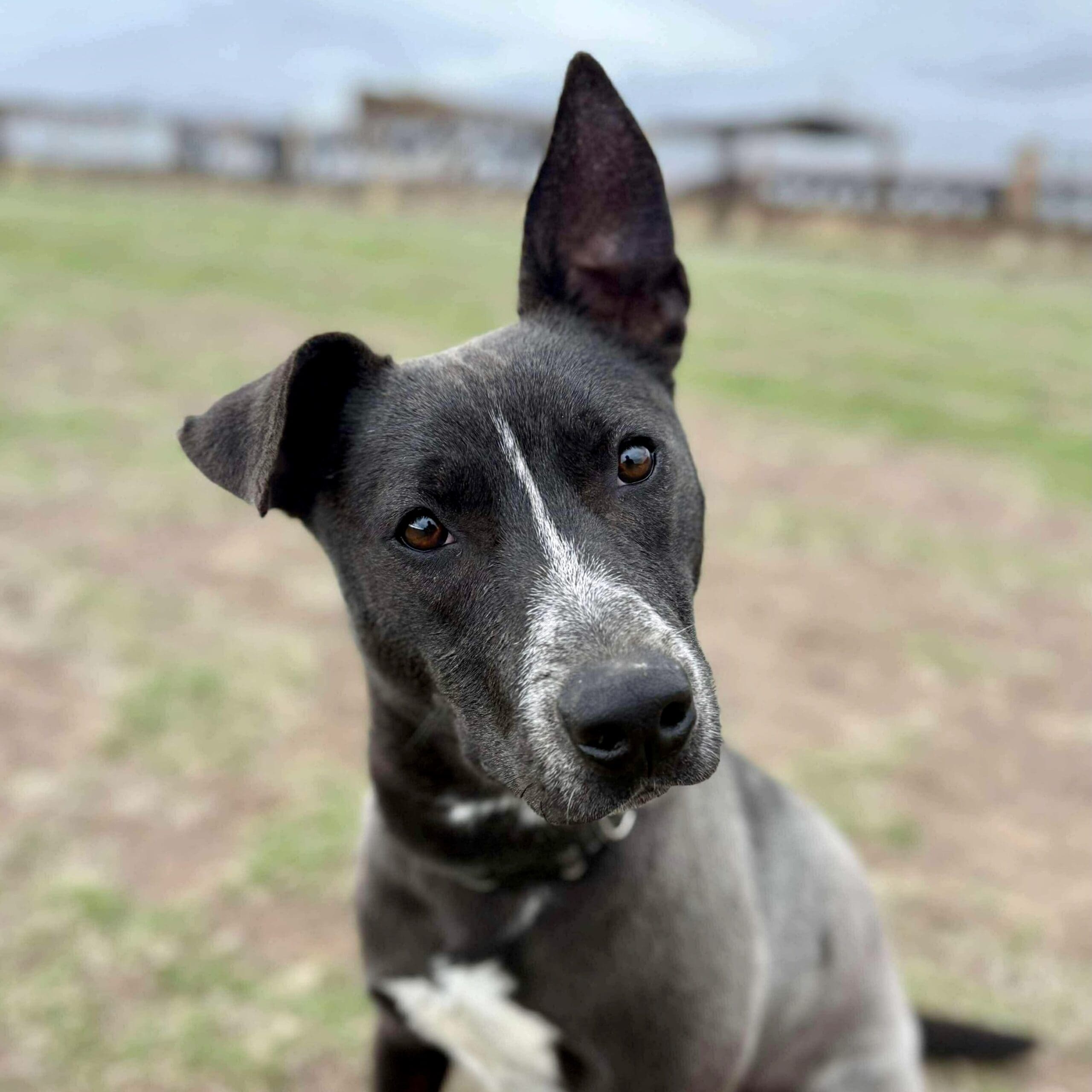 Giving Tuesday Is Just Around The Corner: Help Us "Do it for the Dogs ...