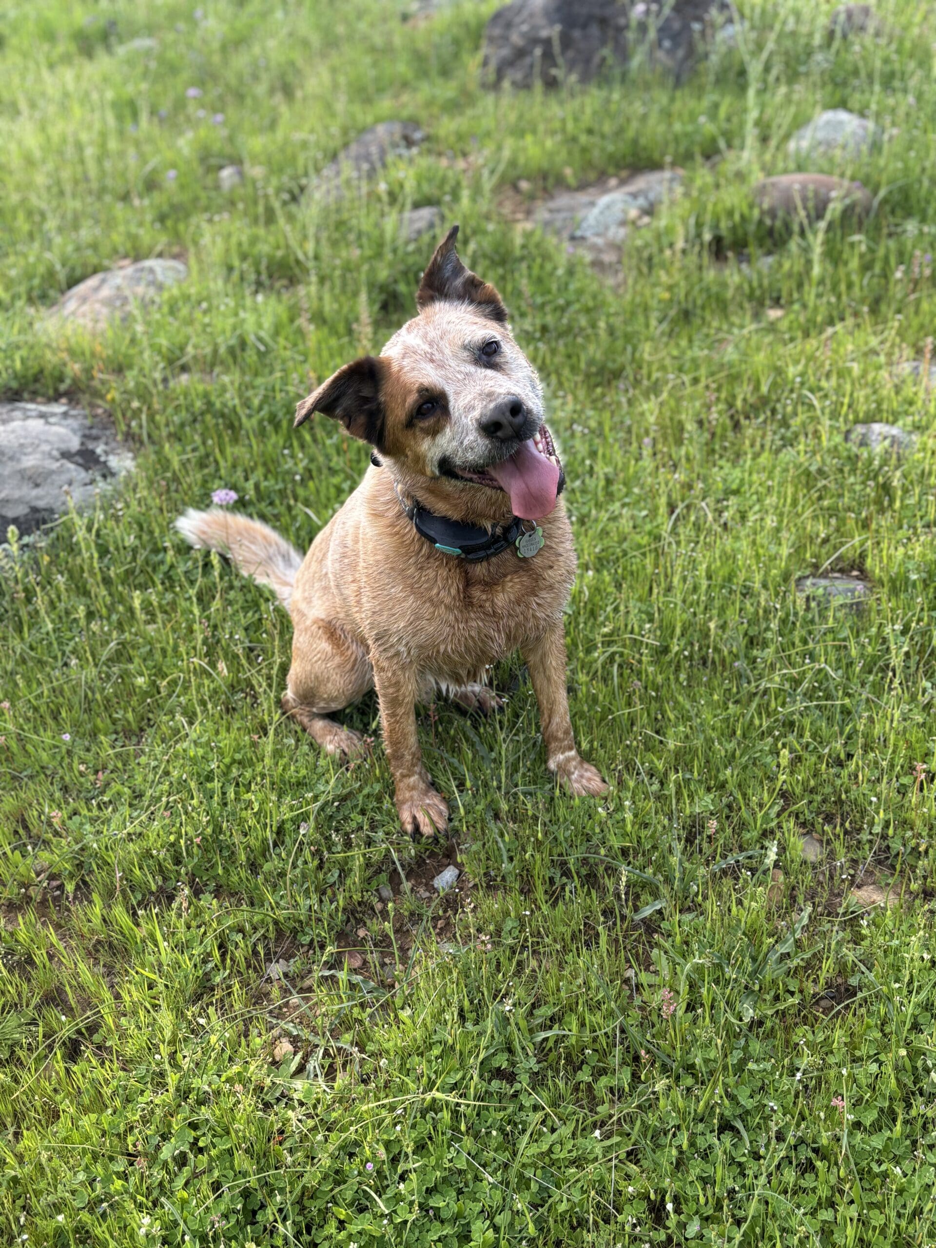 Rex - Rescue Ranch Inc.